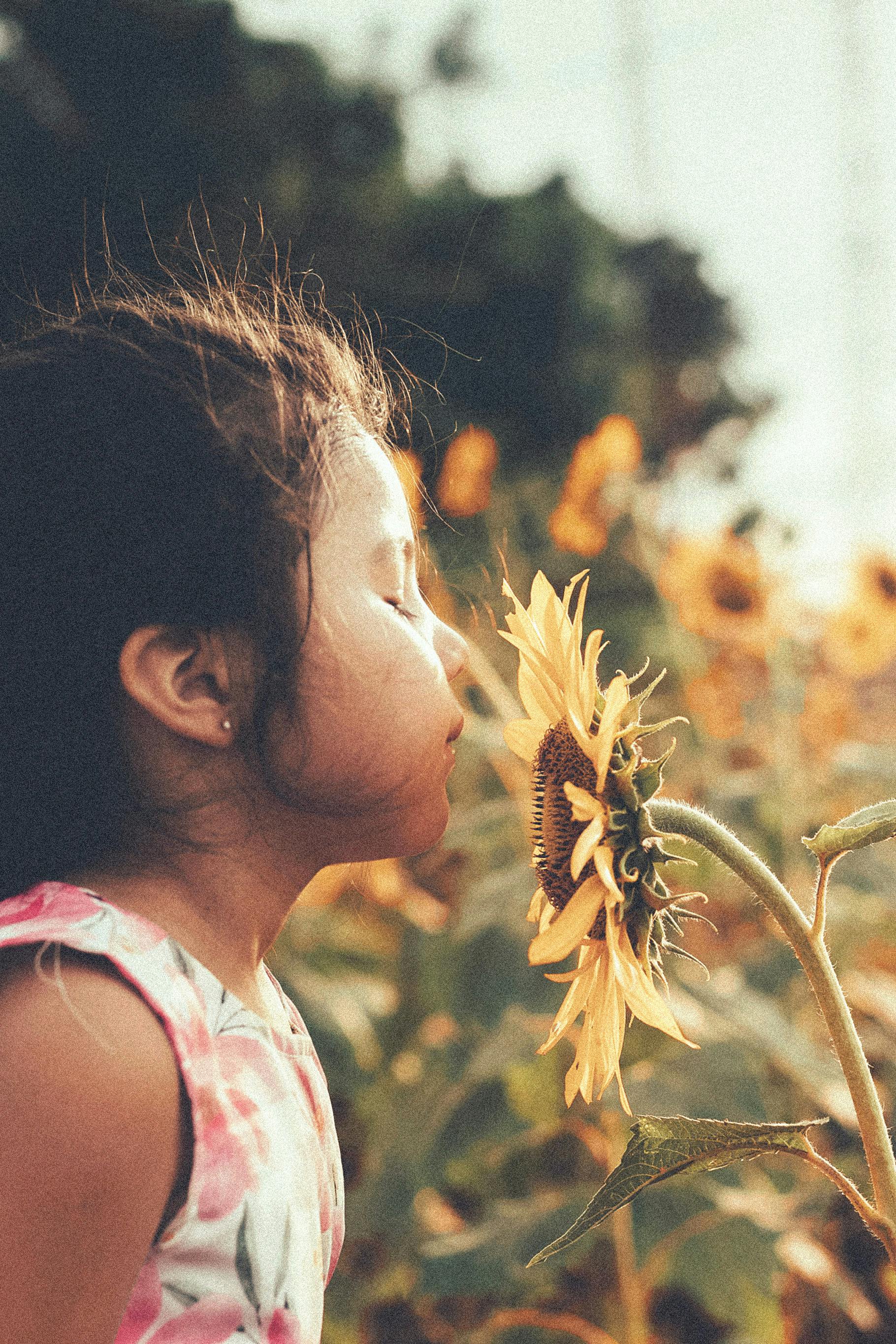 Little Girl Smelling a Sunflower · Free Stock Photo