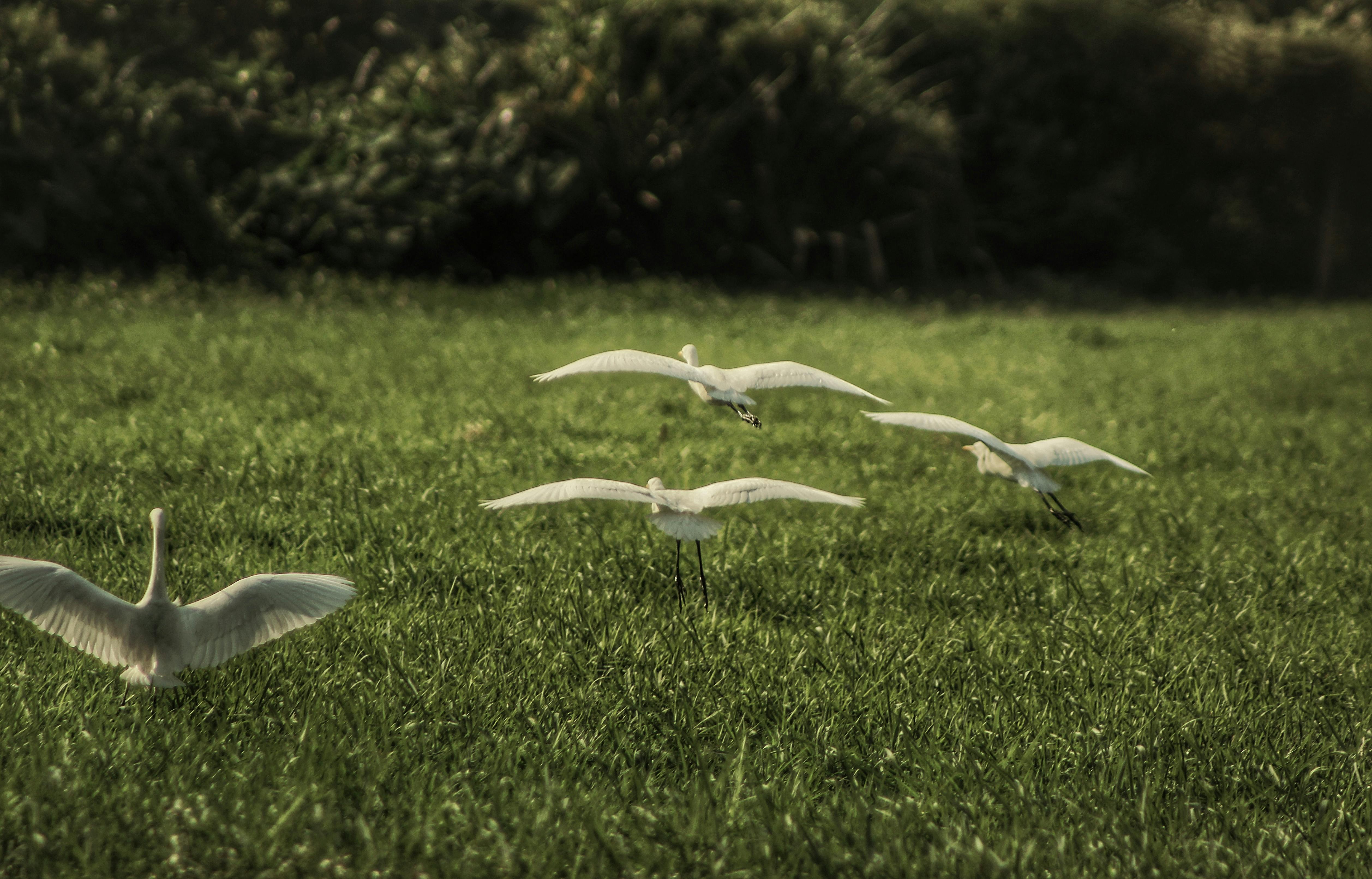 White Birds Flying Over Green Grass · Free Stock Photo