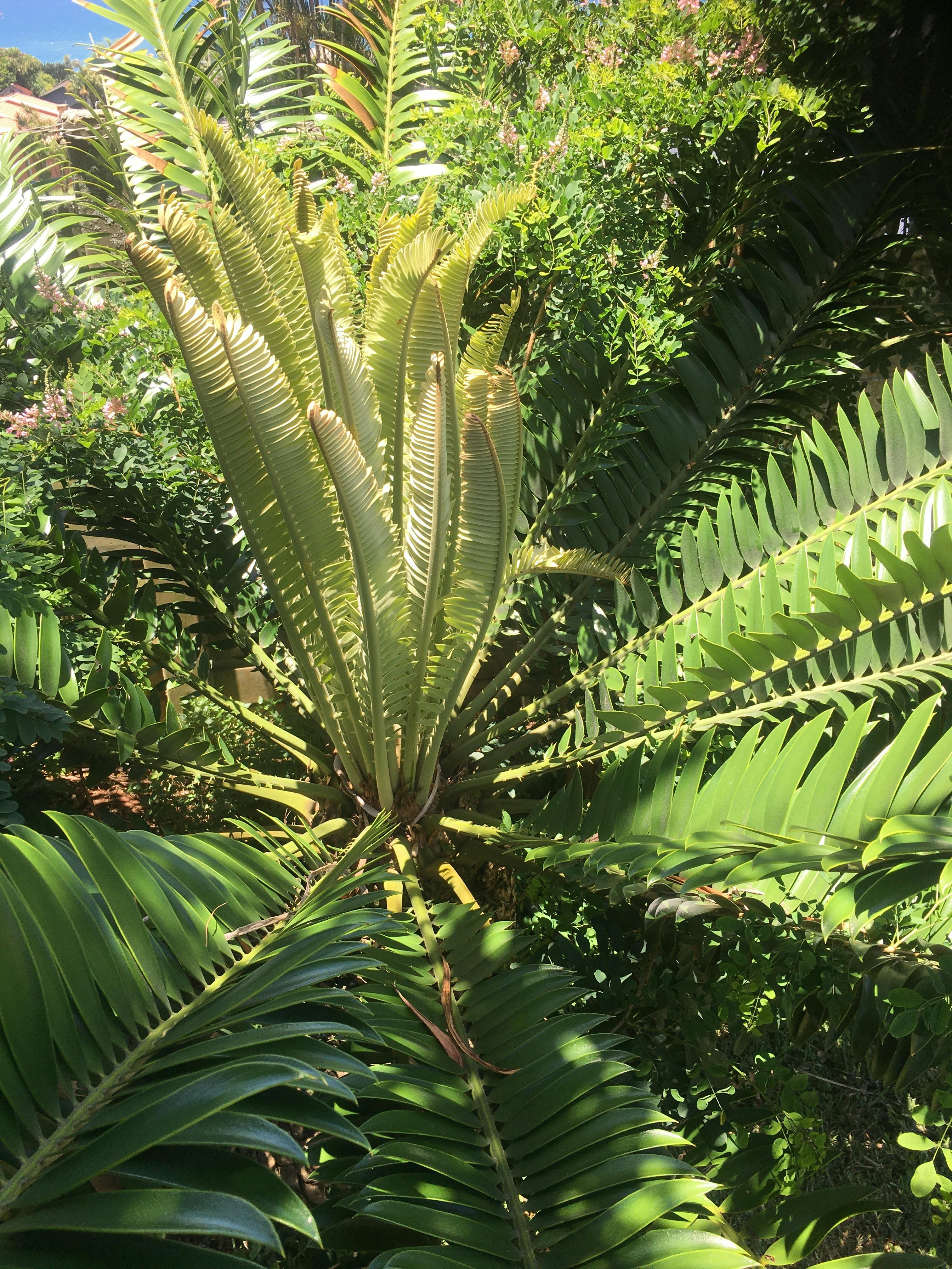 Hardy Plant Pictures 14 Photos & Videos Collected by Amajuba Indlu-Inceku