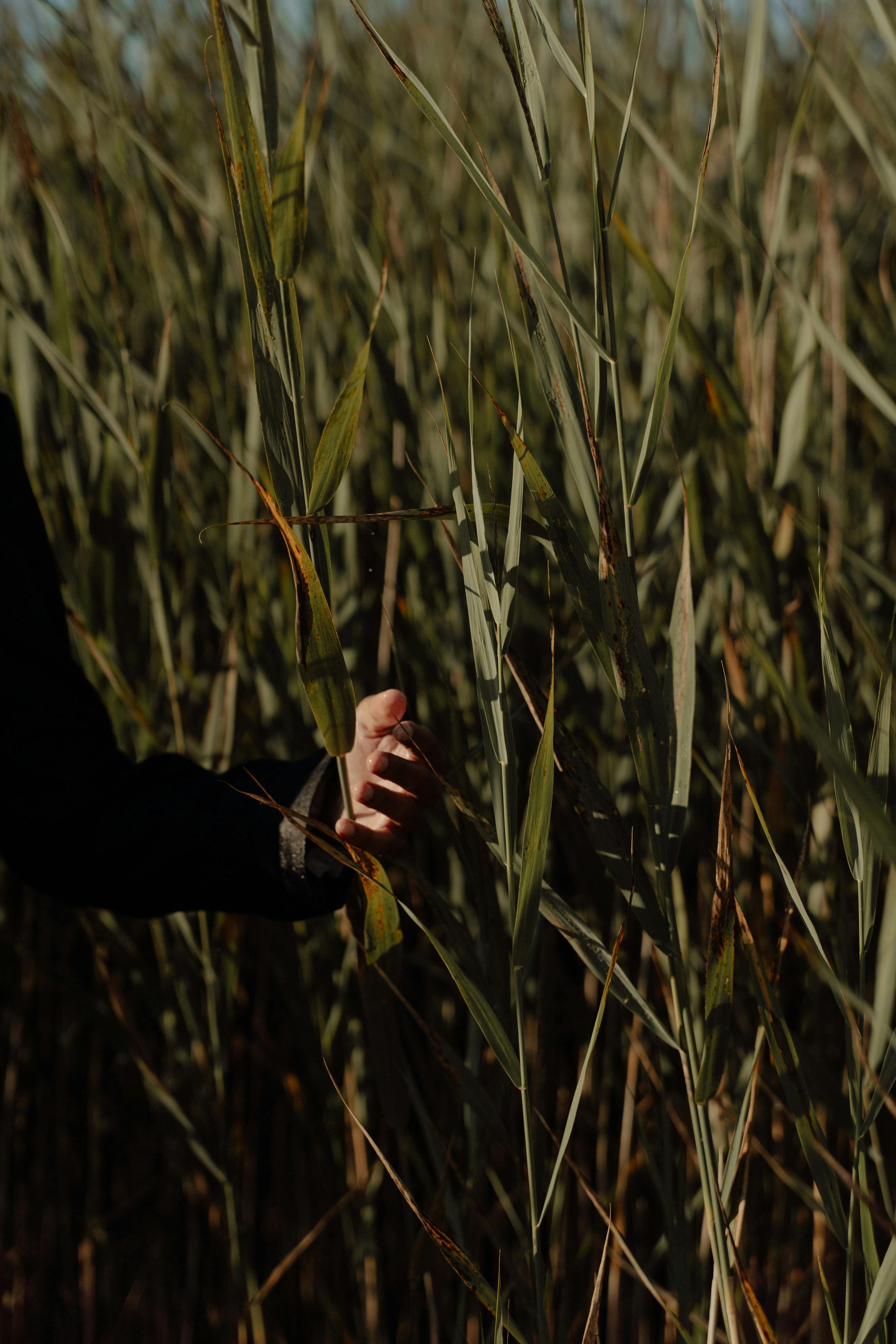 Touching Grass Photos, Download The BEST Free Touching Grass Stock ...
