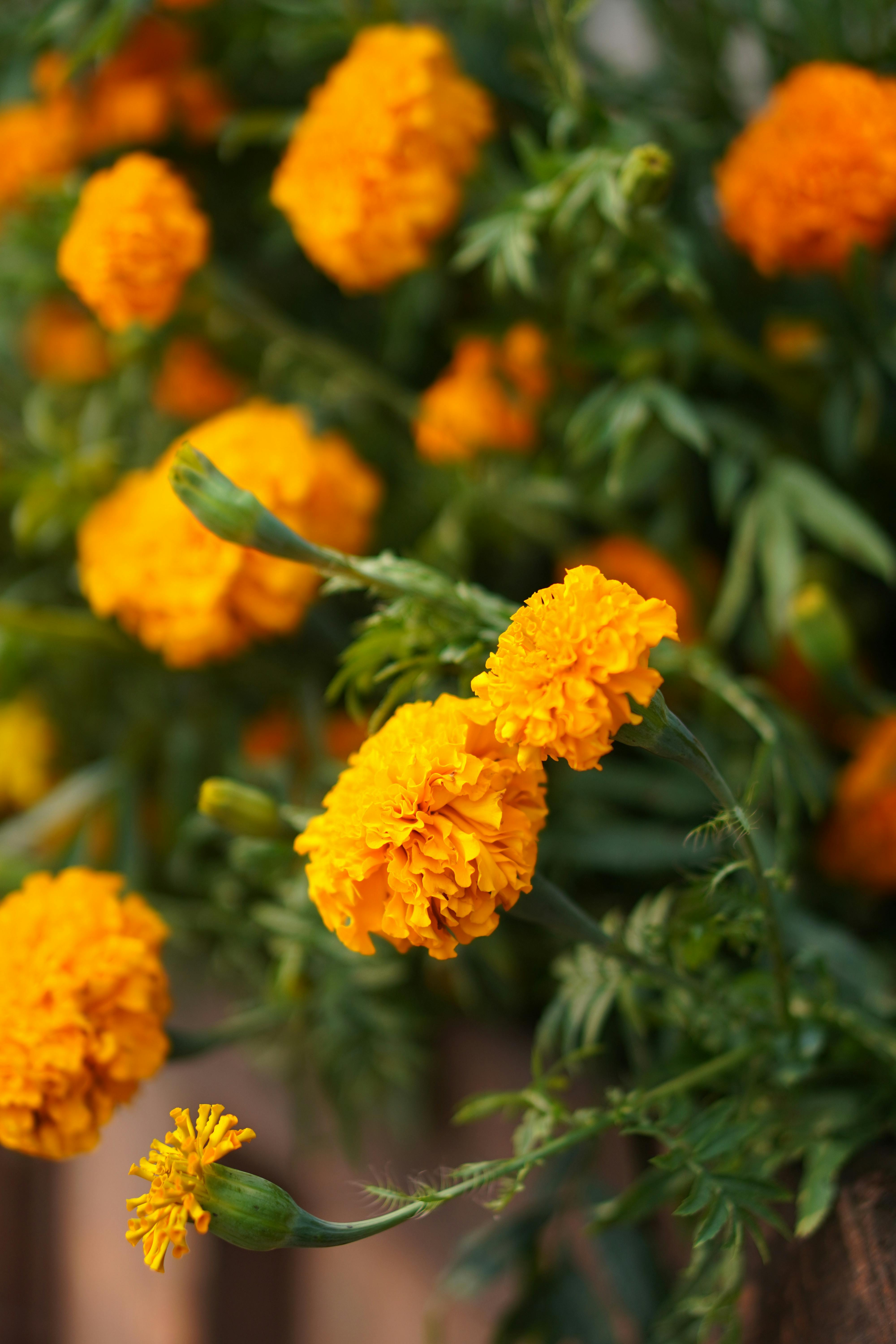 Shallow Focus of Yellow Flowers · Free Stock Photo