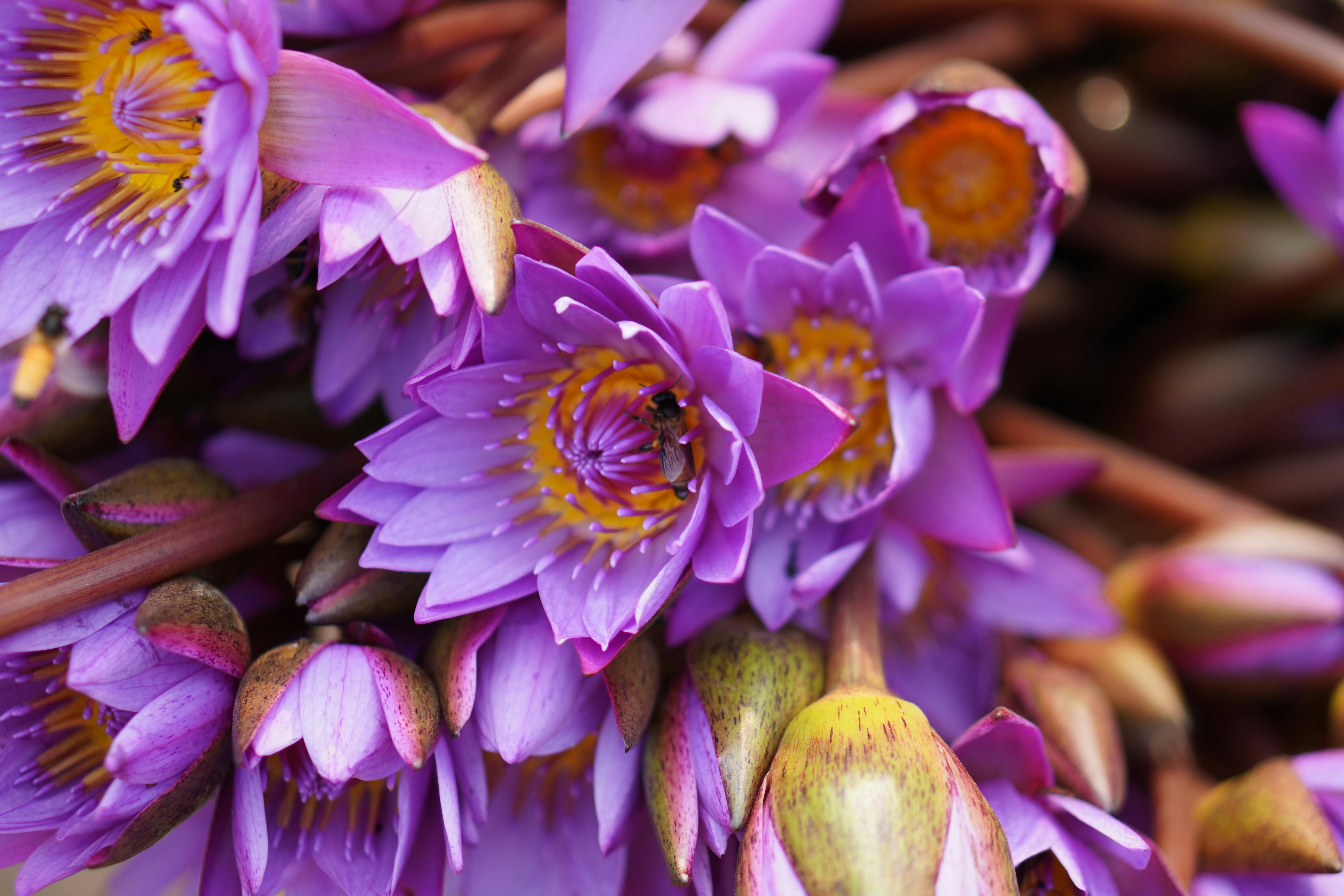 Egyptian Lotus Photos, Download The BEST Free Egyptian Lotus Stock ...