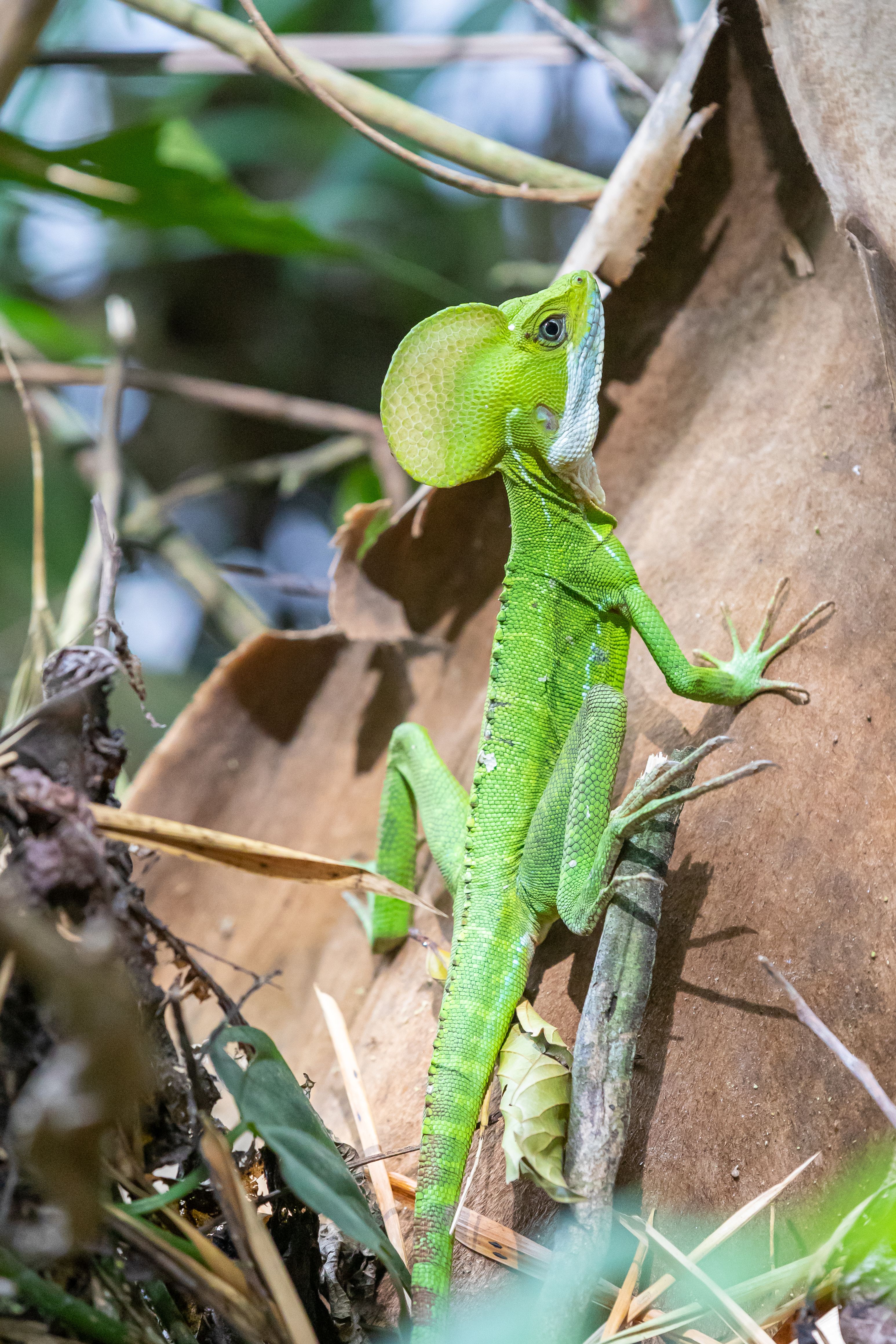 Close-Up Shot of an Eastern Casquehead Iguana · Free Stock Photo