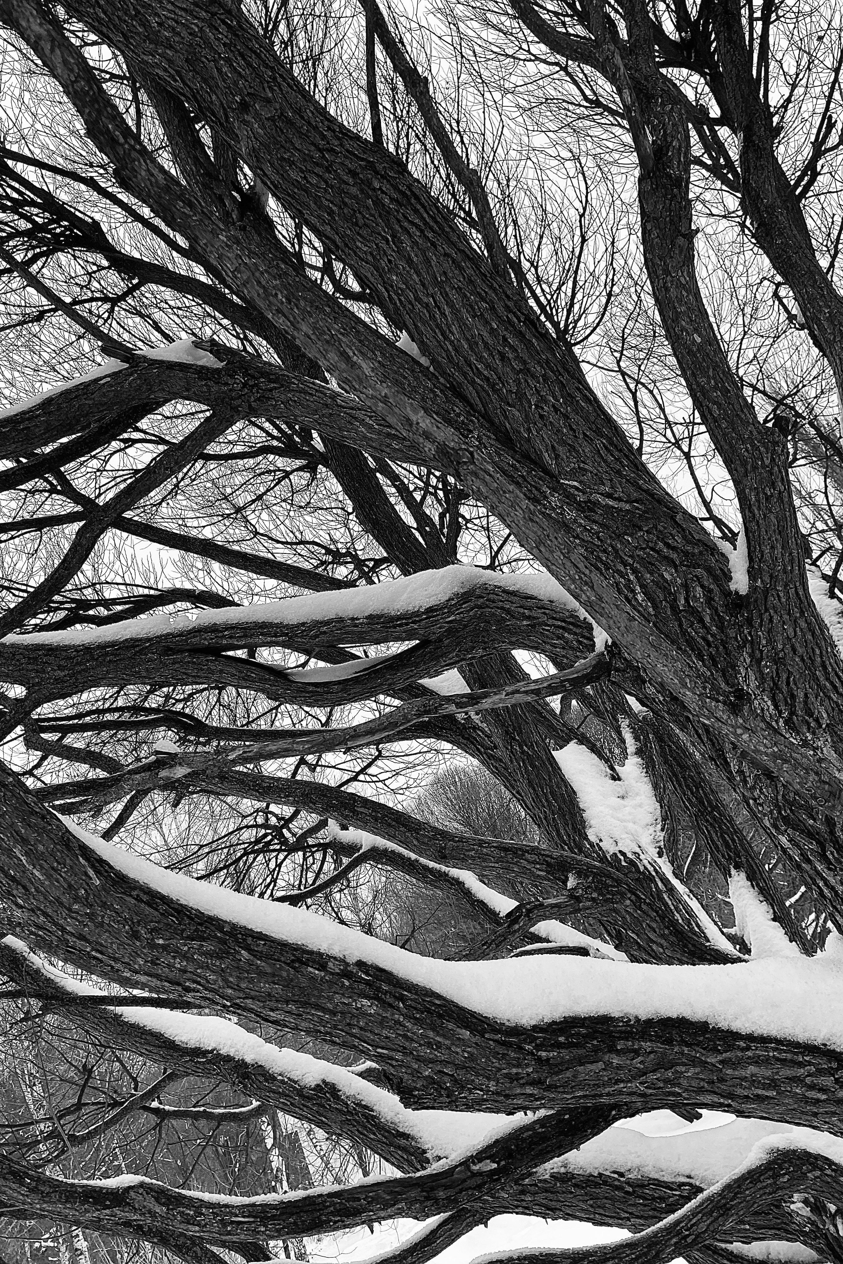 Grayscale Photo of a Bare Tree during Winter · Free Stock Photo