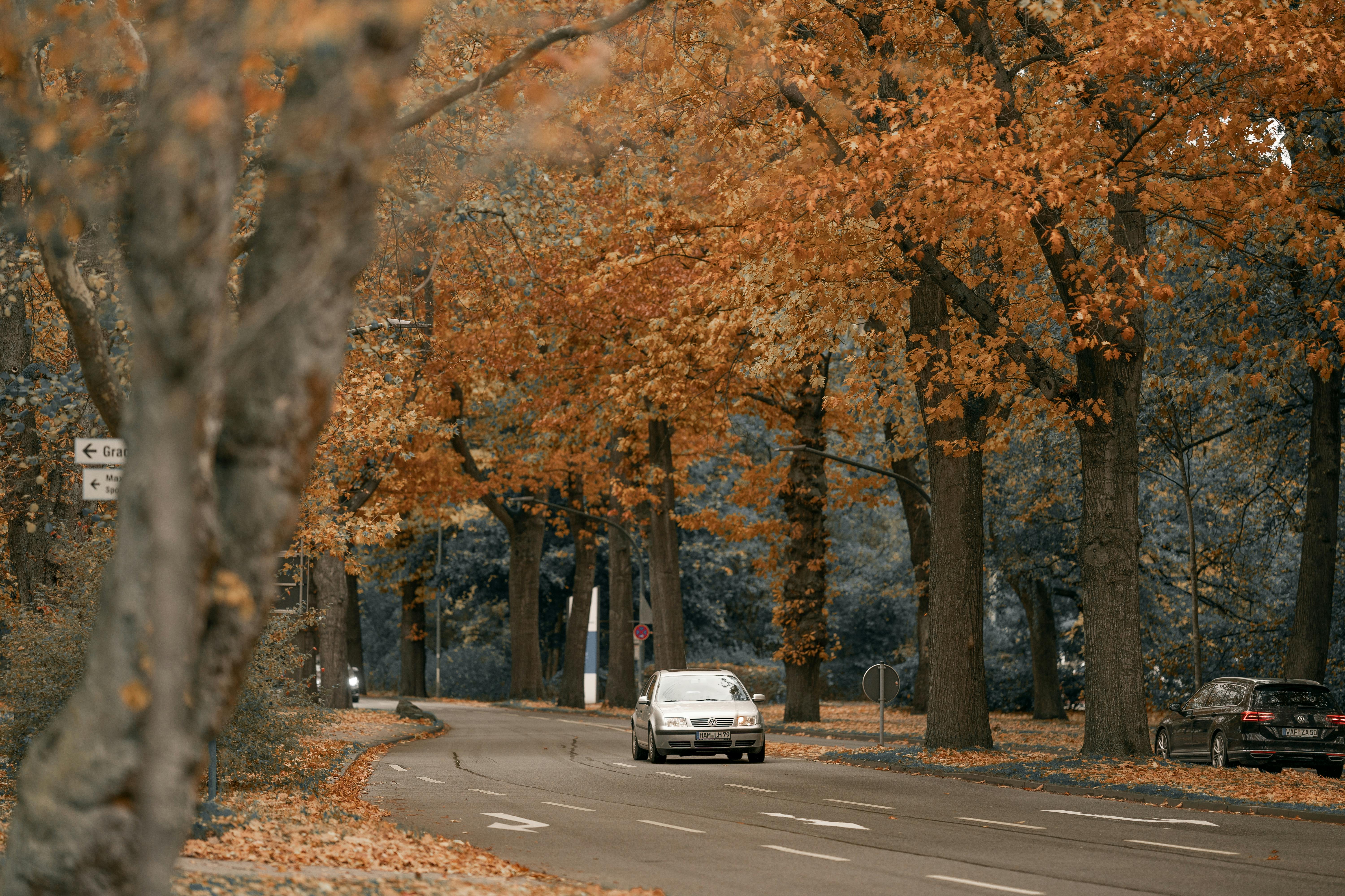Car Driving Road in Autumn Trees · Free Stock Photo