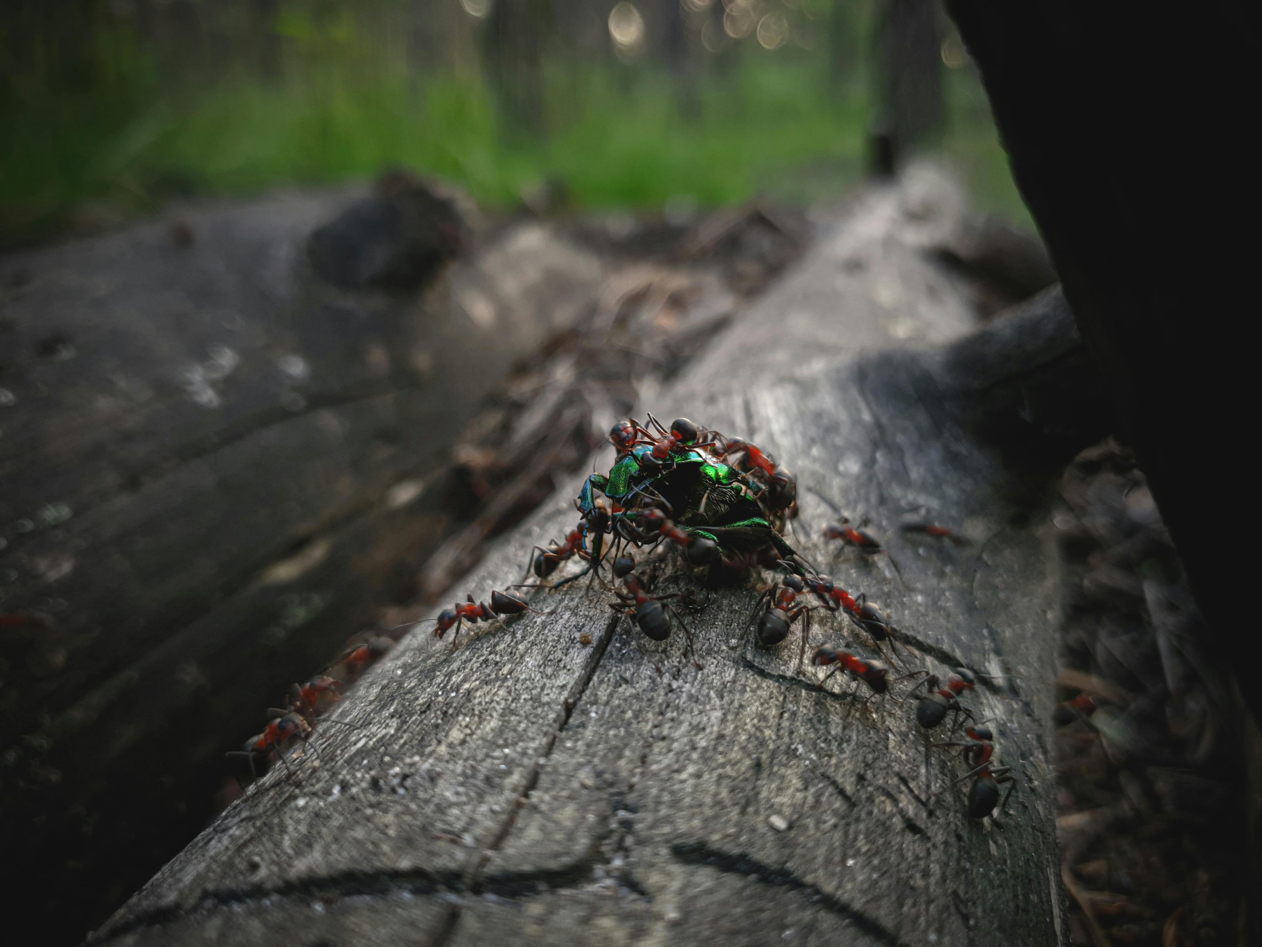 Ants Attacking Green Beetle · Free Stock Photo