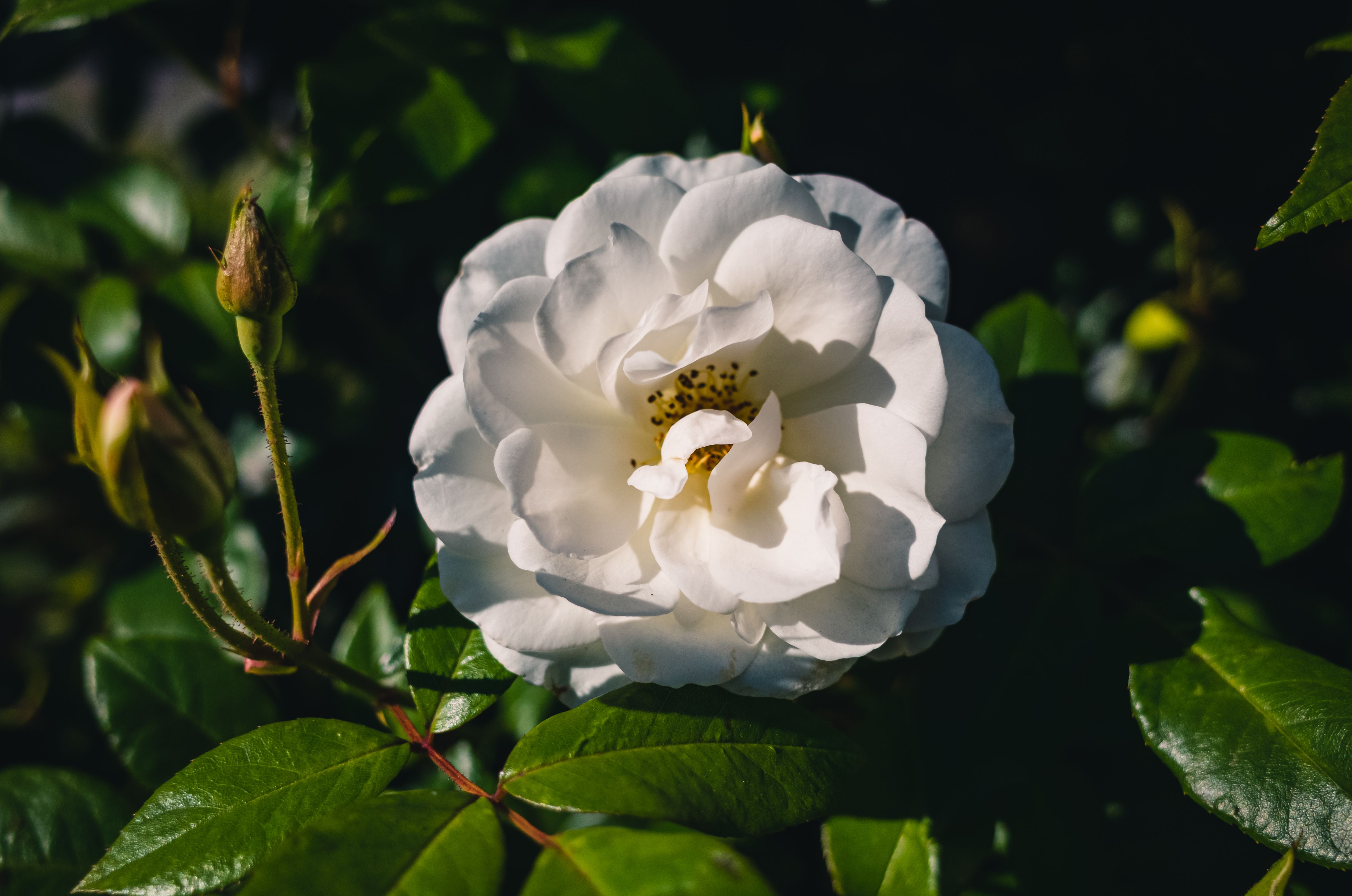 A Close-up Shot of a White Rose in Bloom · Free Stock Photo