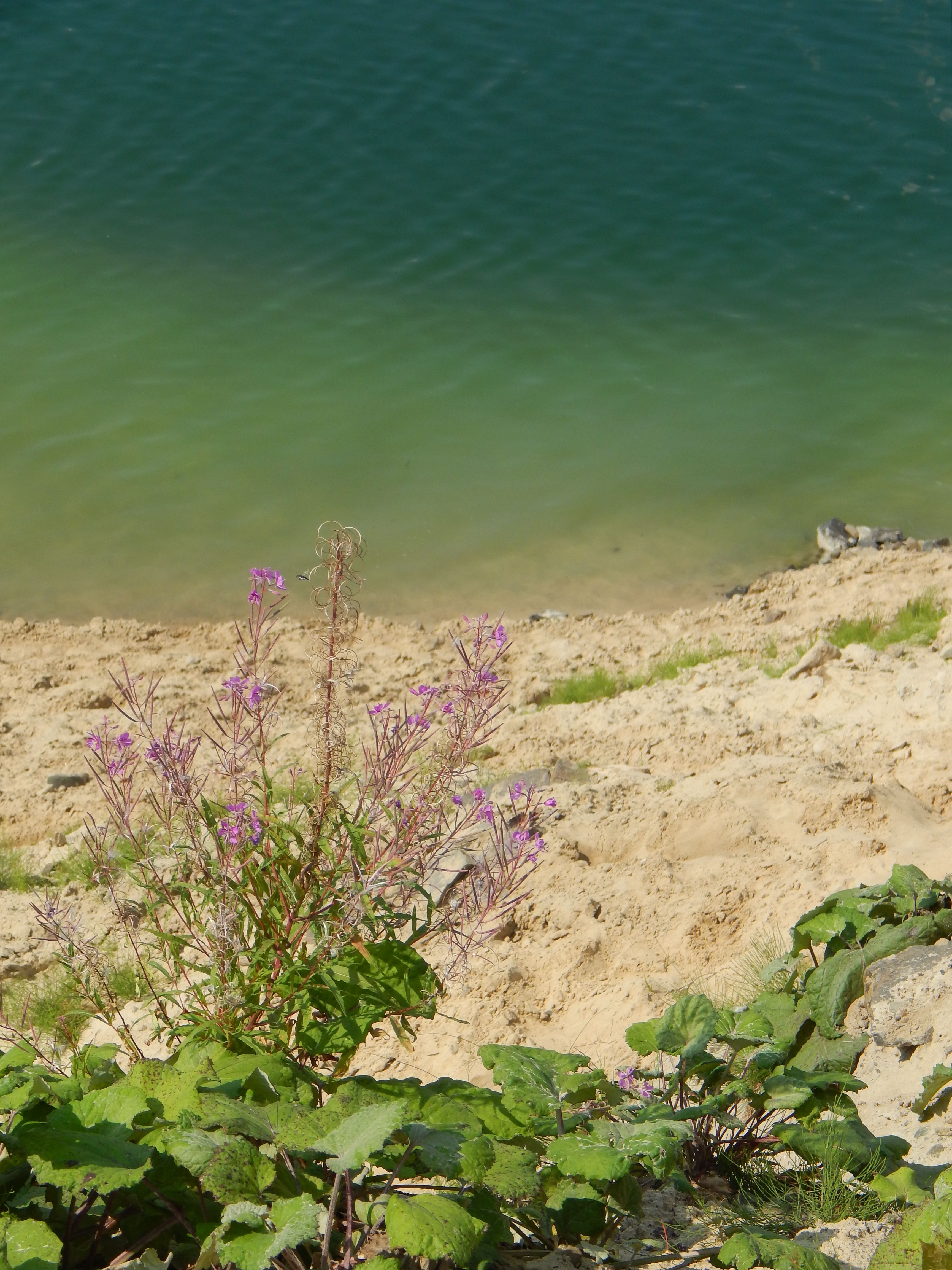 Purple Flowers on the Shore · Free Stock Photo