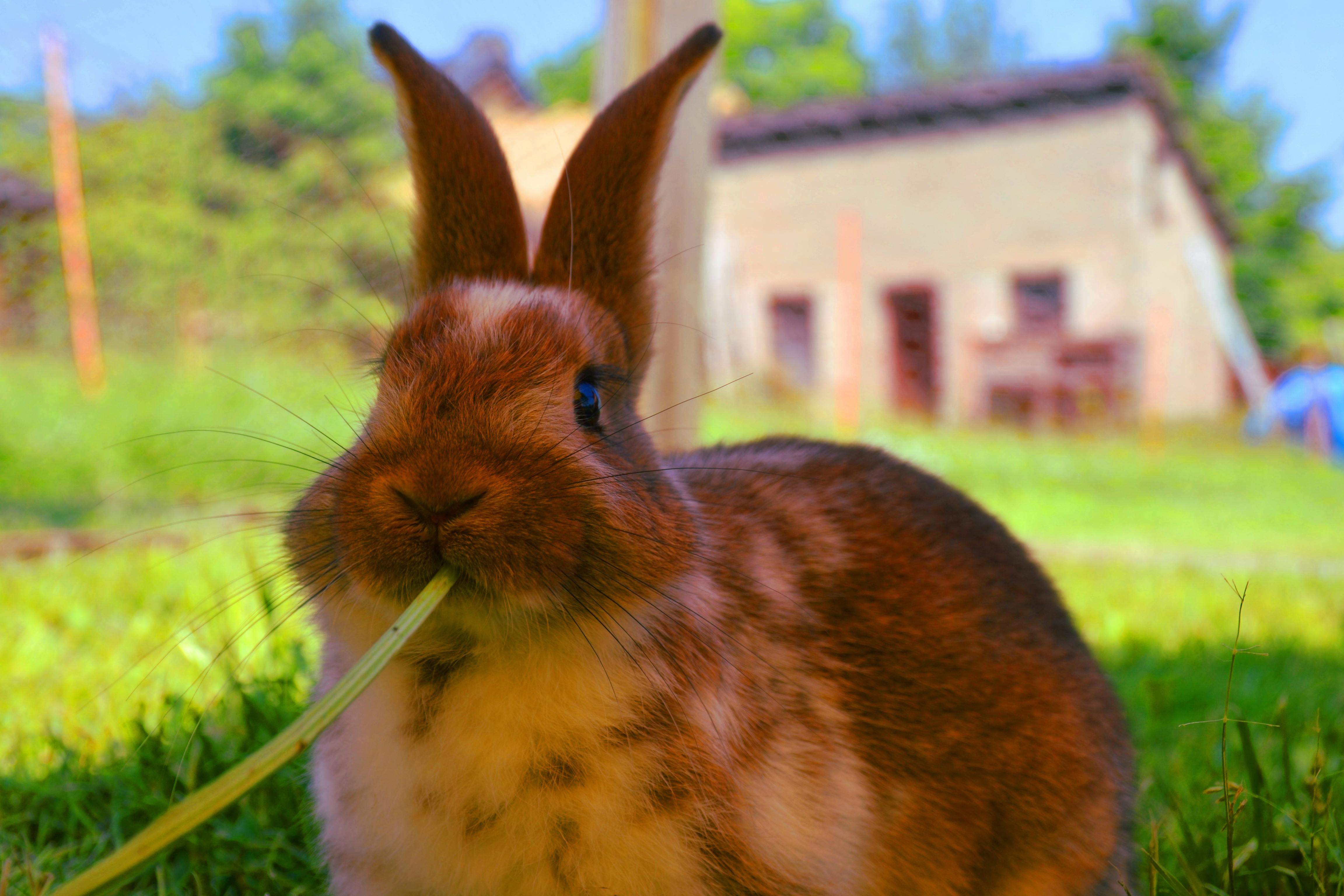 Free stock photo of animal, cute, eating