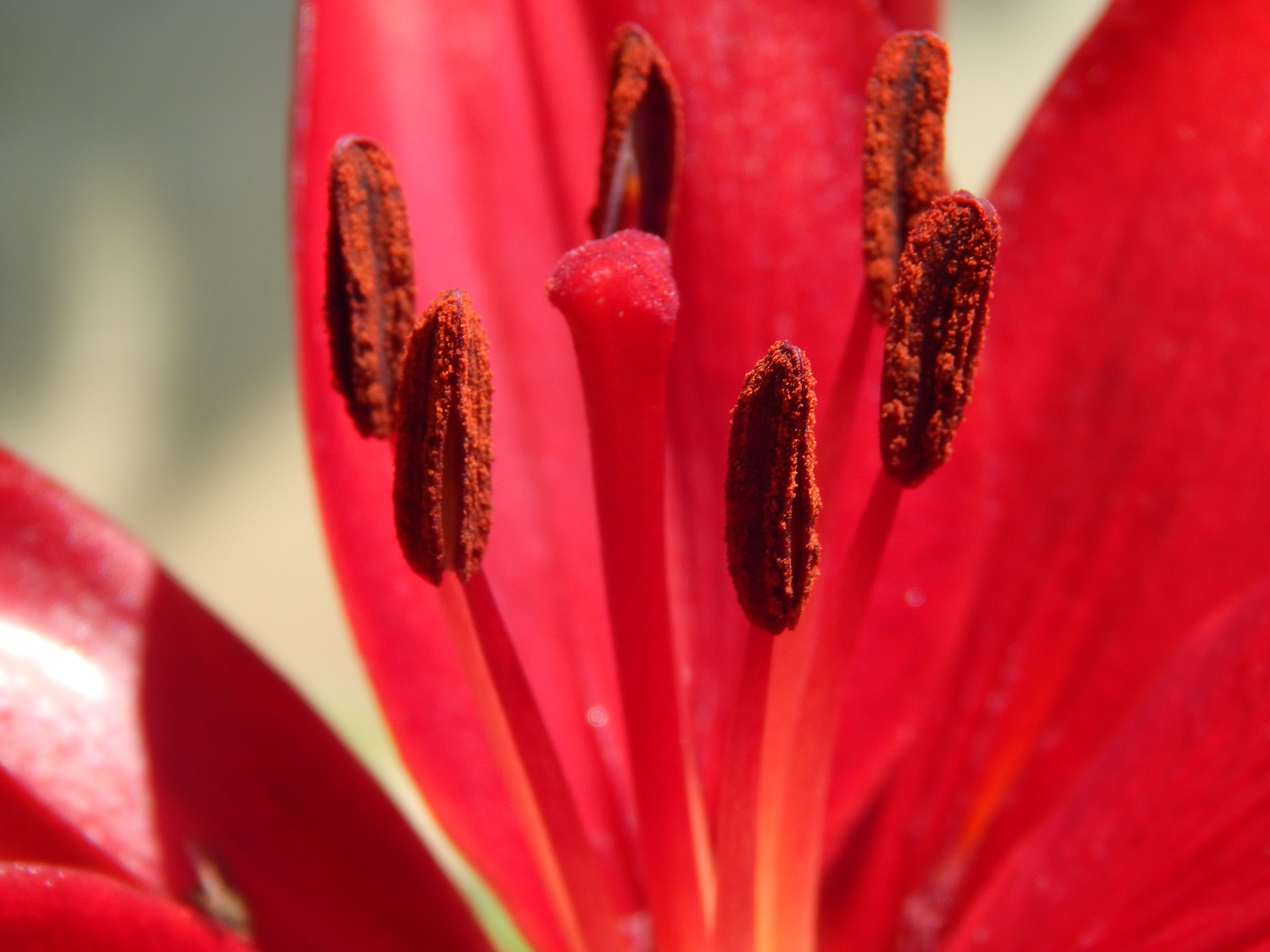 Close-Up Shot of a Blooming Red Wood Lily · Free Stock Photo