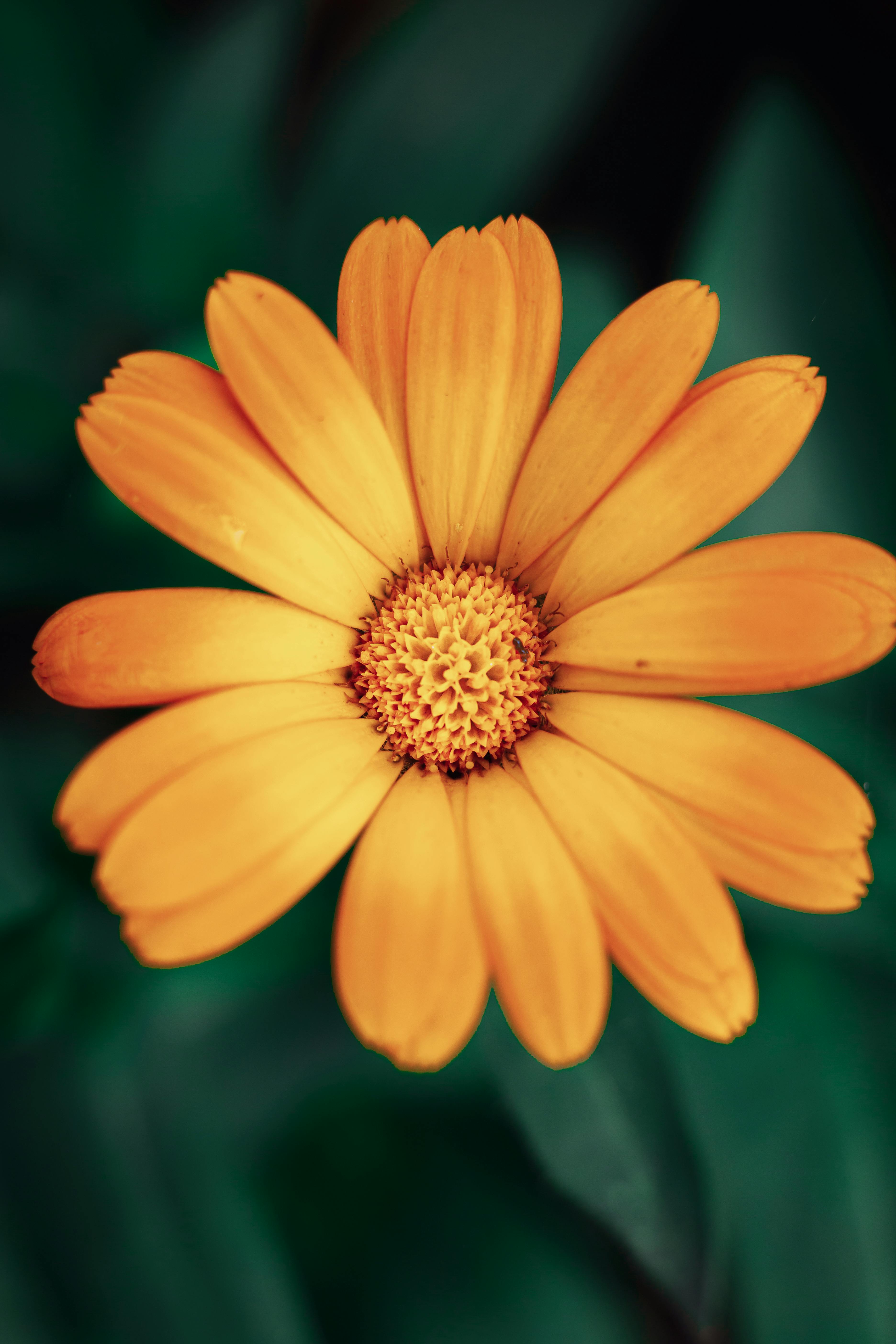 Macro Photography of Yellow Flower · Free Stock Photo