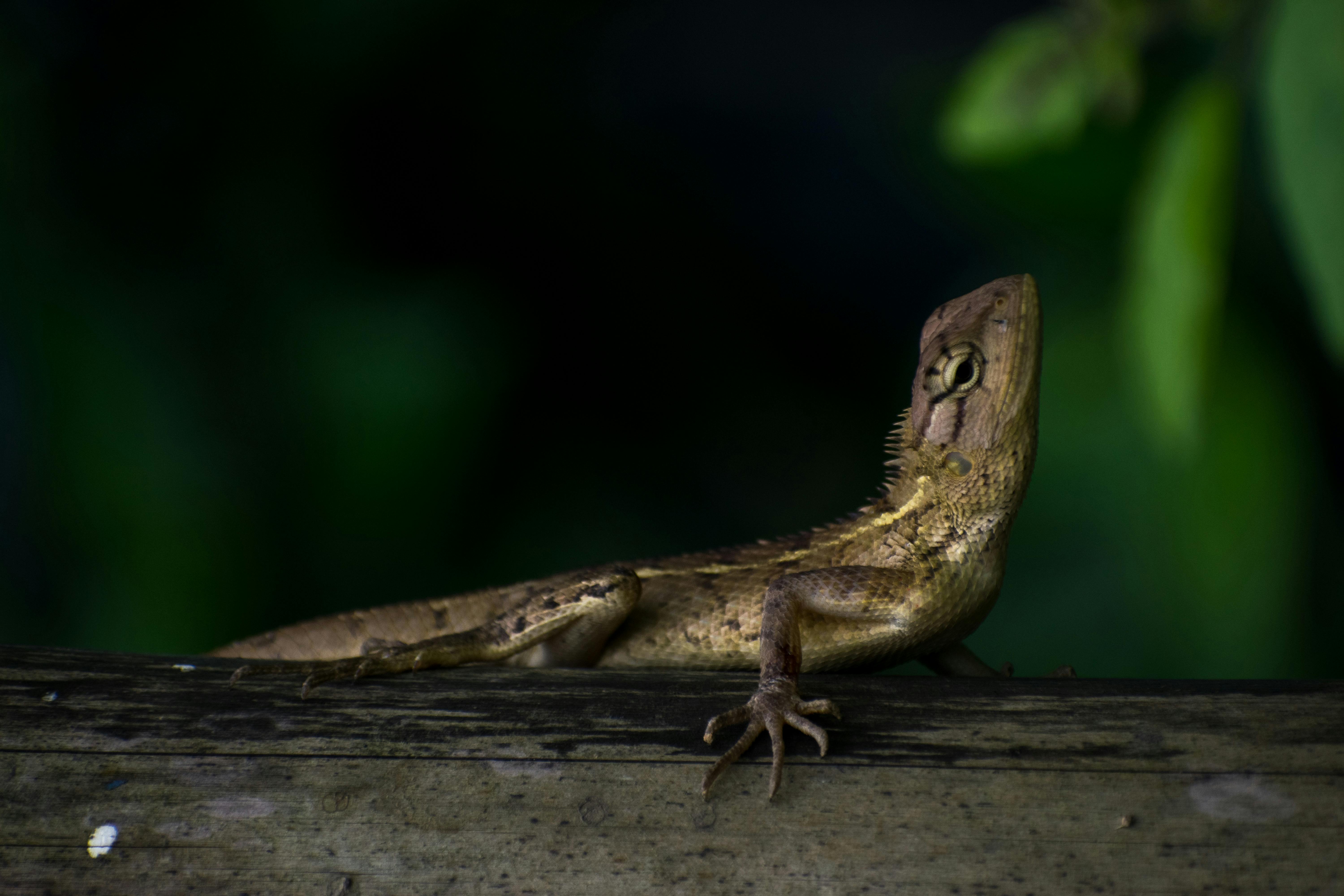 A Lizard Looking Up · Free Stock Photo