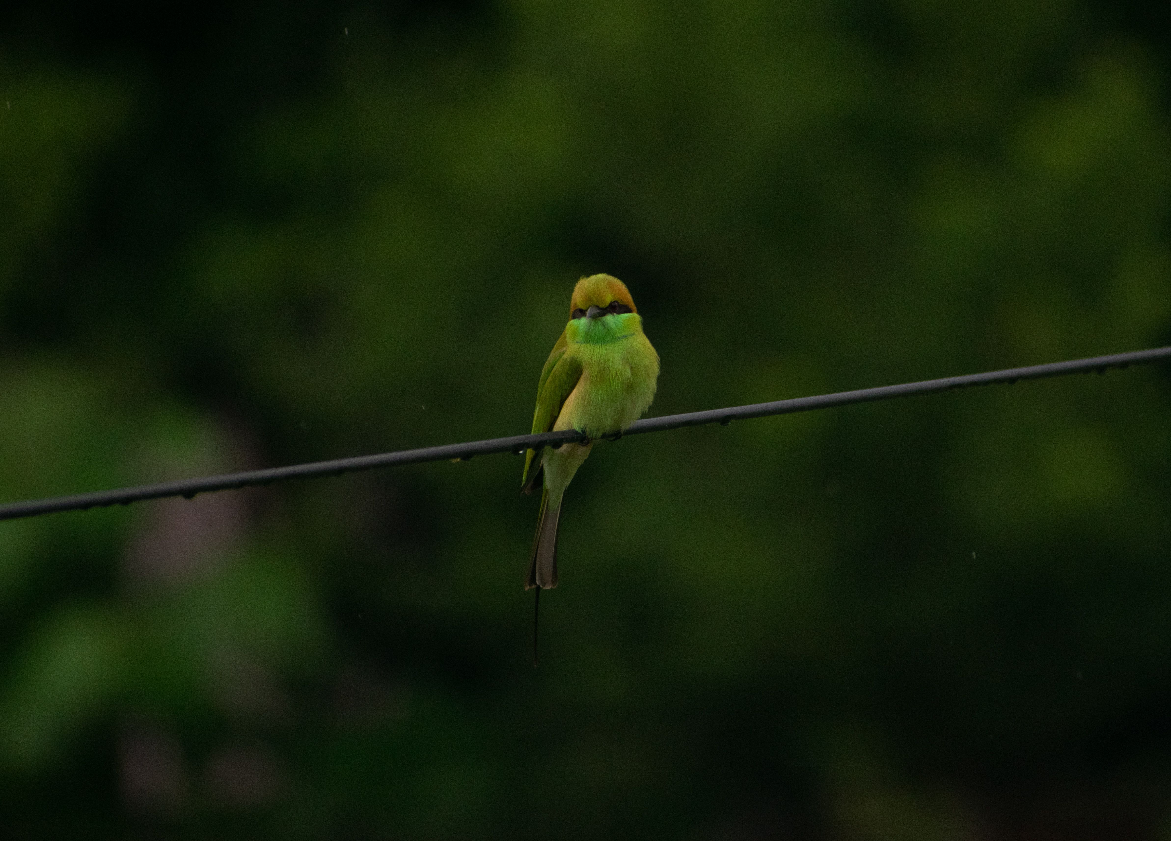 Foto de stock gratuita sobre abejaruco verde, aislamiento de la ...