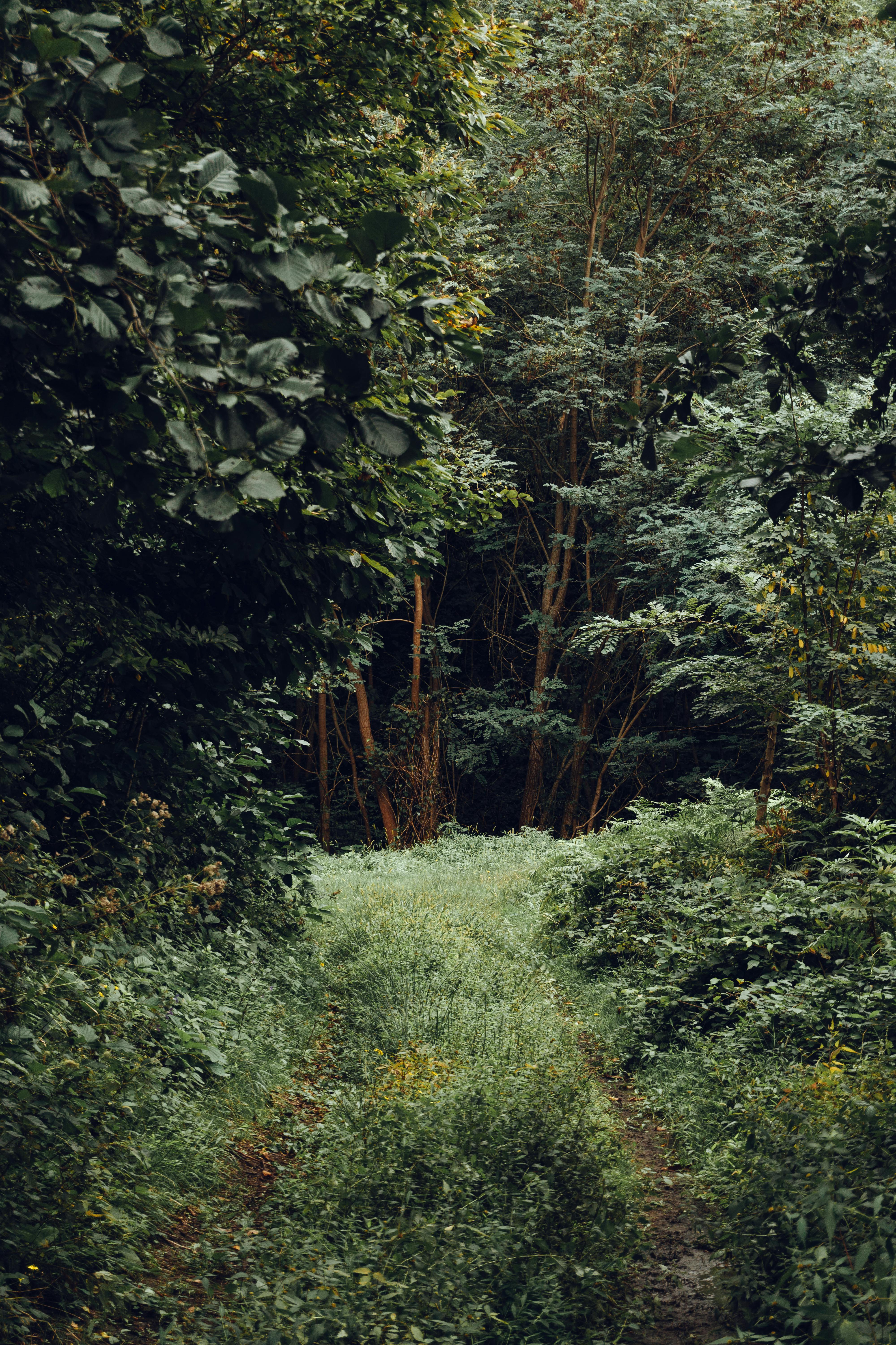 Green Trees and Grass in the Forest · Free Stock Photo