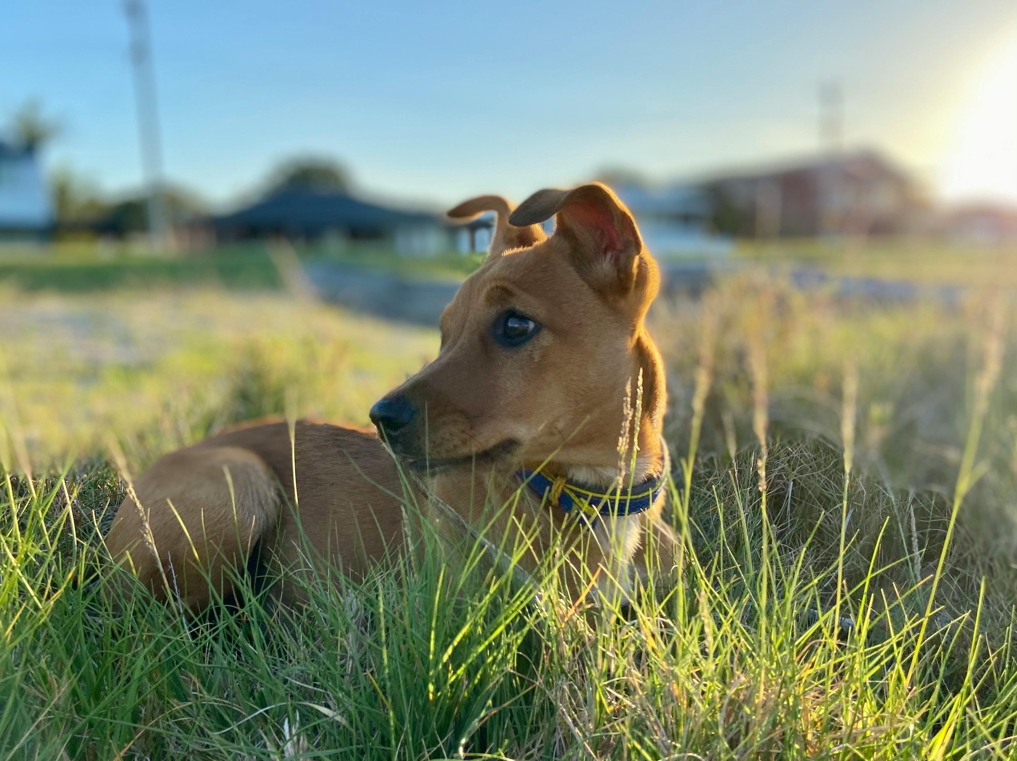 Animals 10 Photos & Videos Collected by Bombor 87