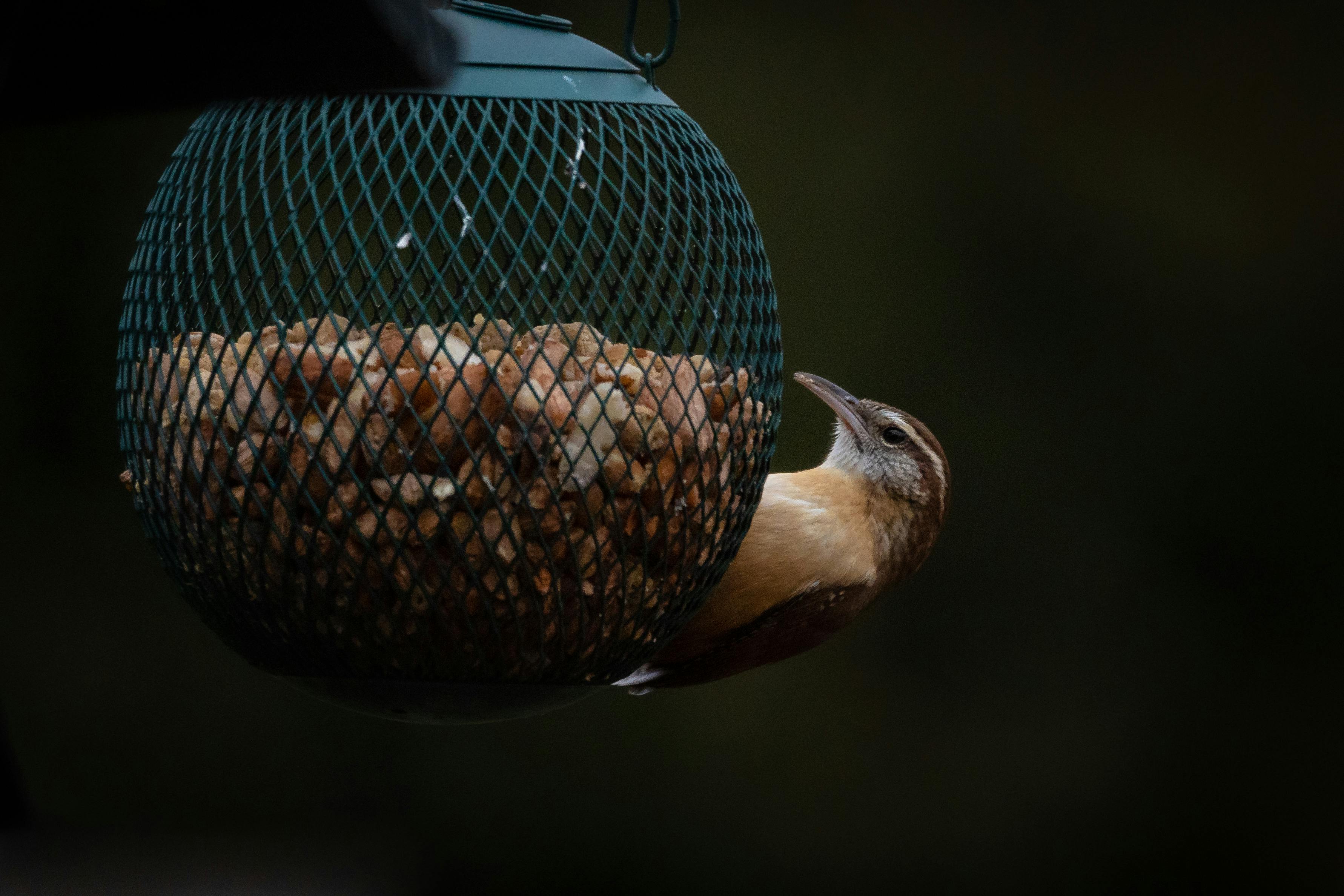 A Wren Bird Attracted to a Bird Feeder · Free Stock Photo
