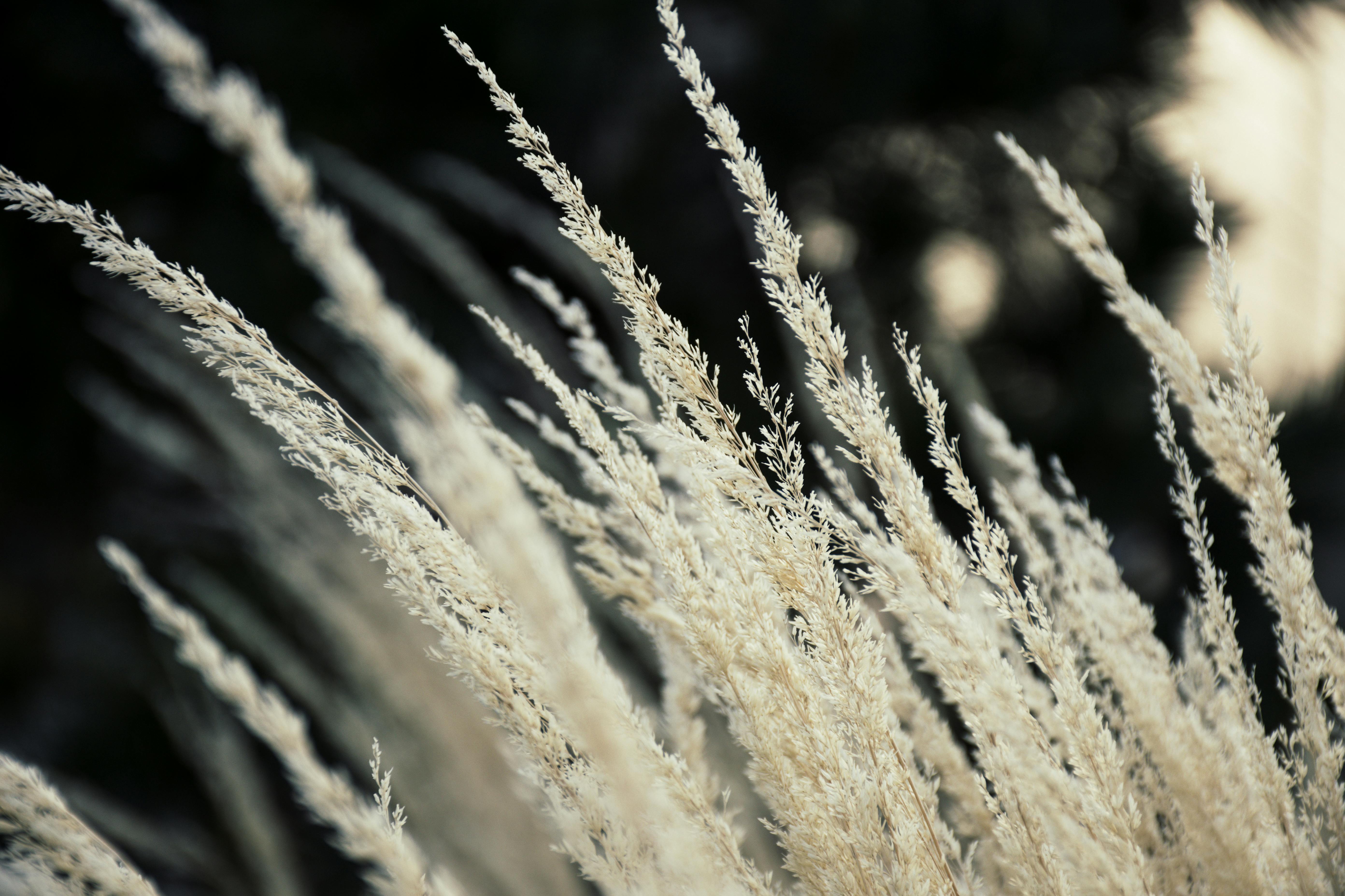 White Grains Photography · Free Stock Photo