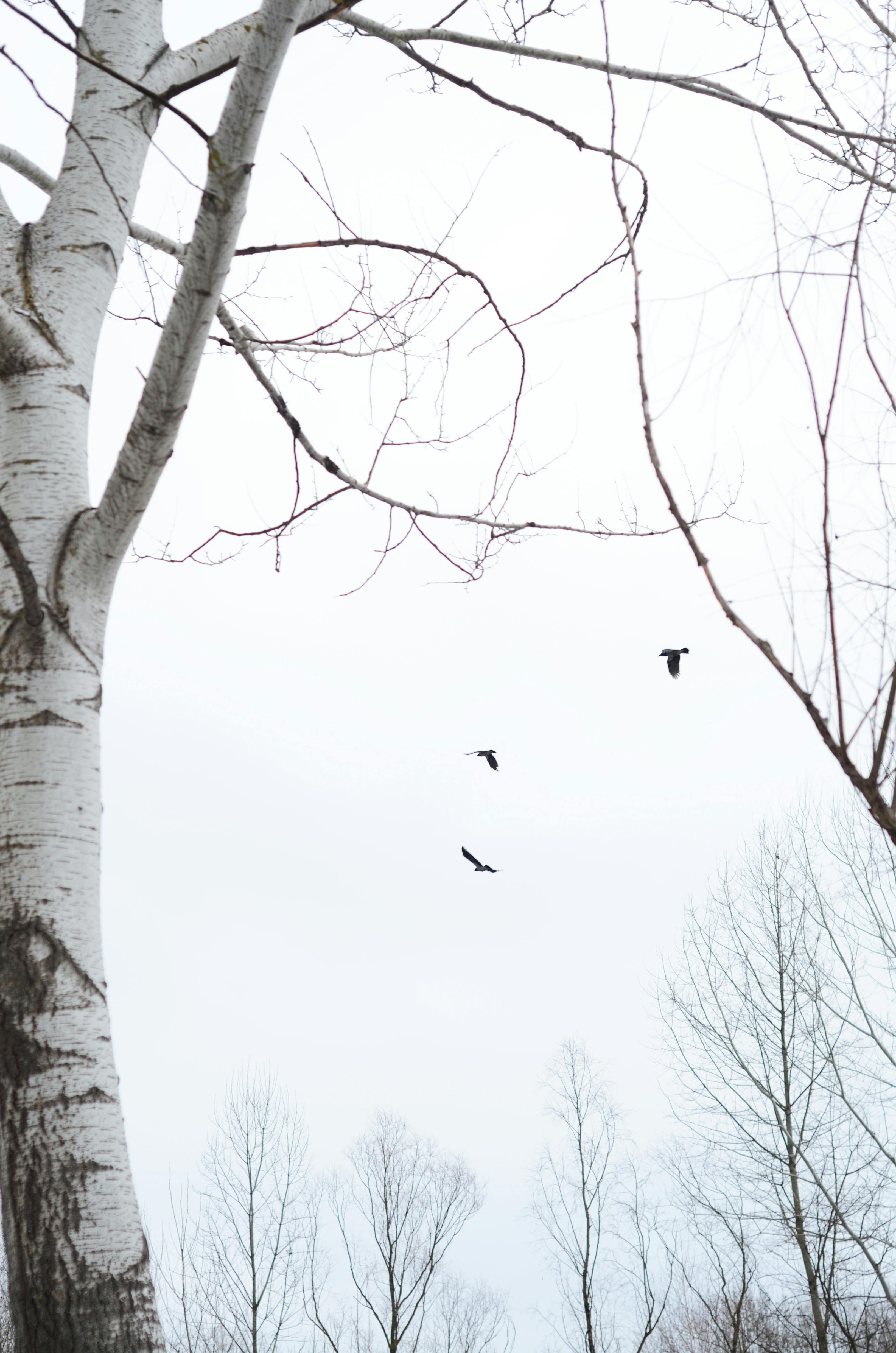 Column and Tree with Bare Branches · Free Stock Photo