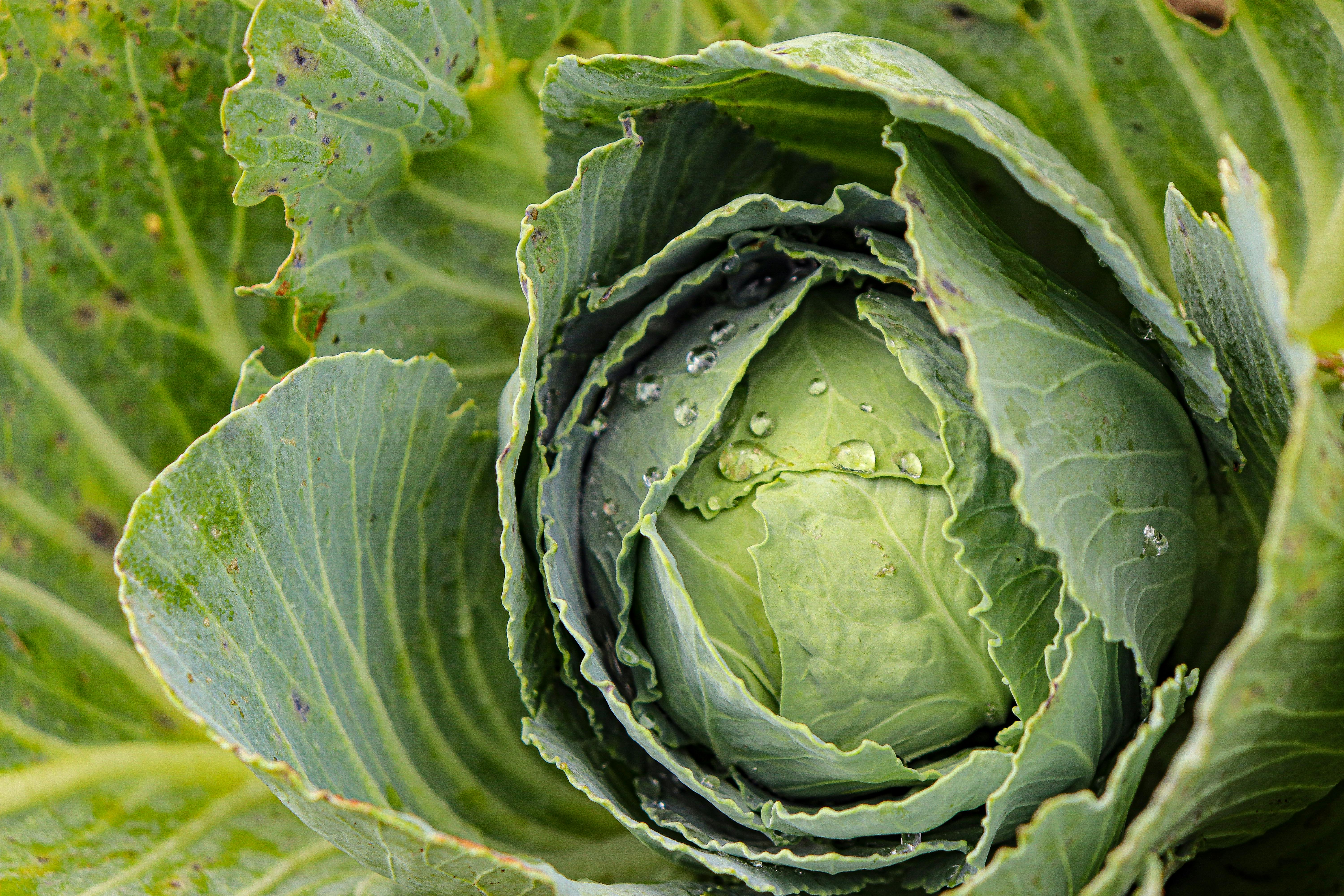 Close Up Photo of Fresh Cabbage · Free Stock Photo