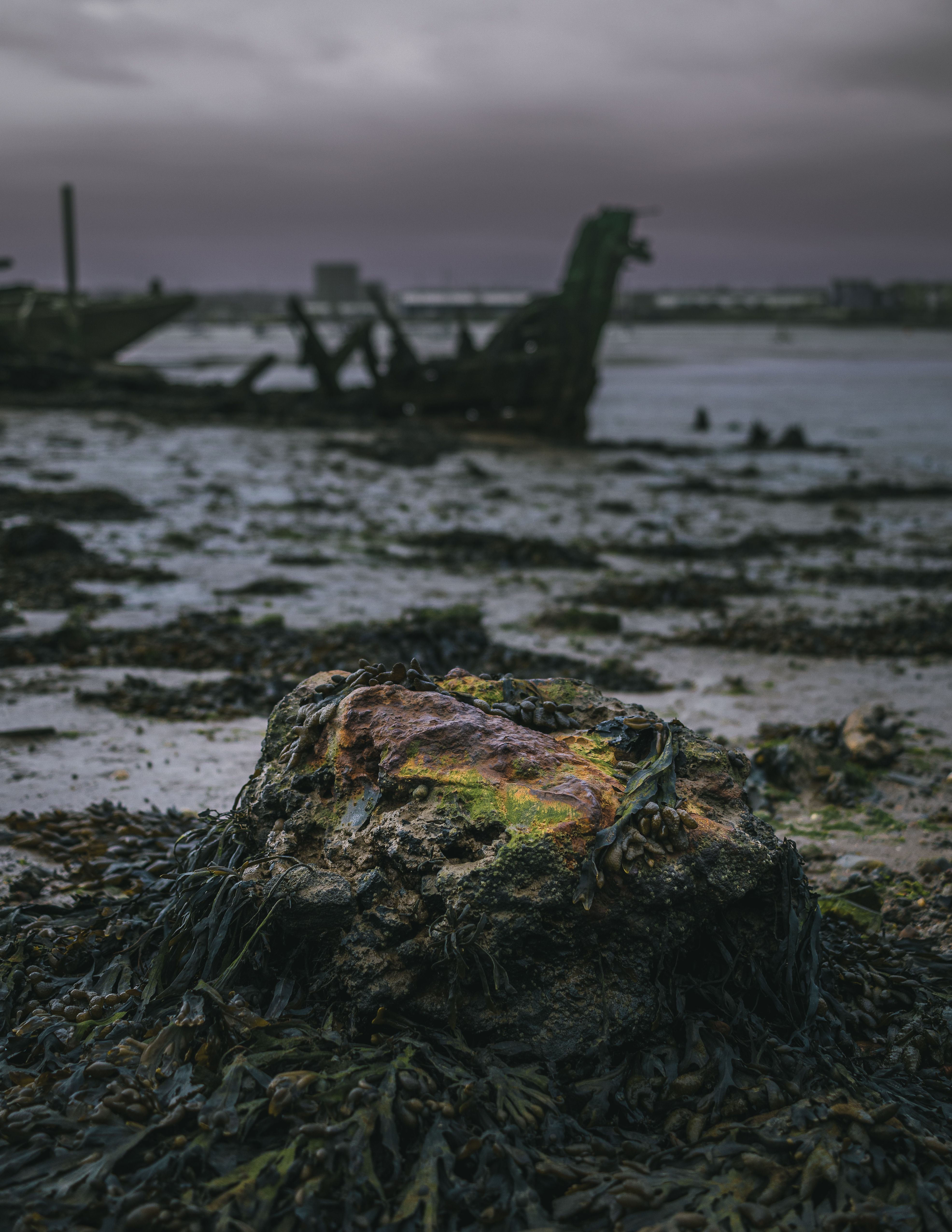 Tree on Sea Shore · Free Stock Photo