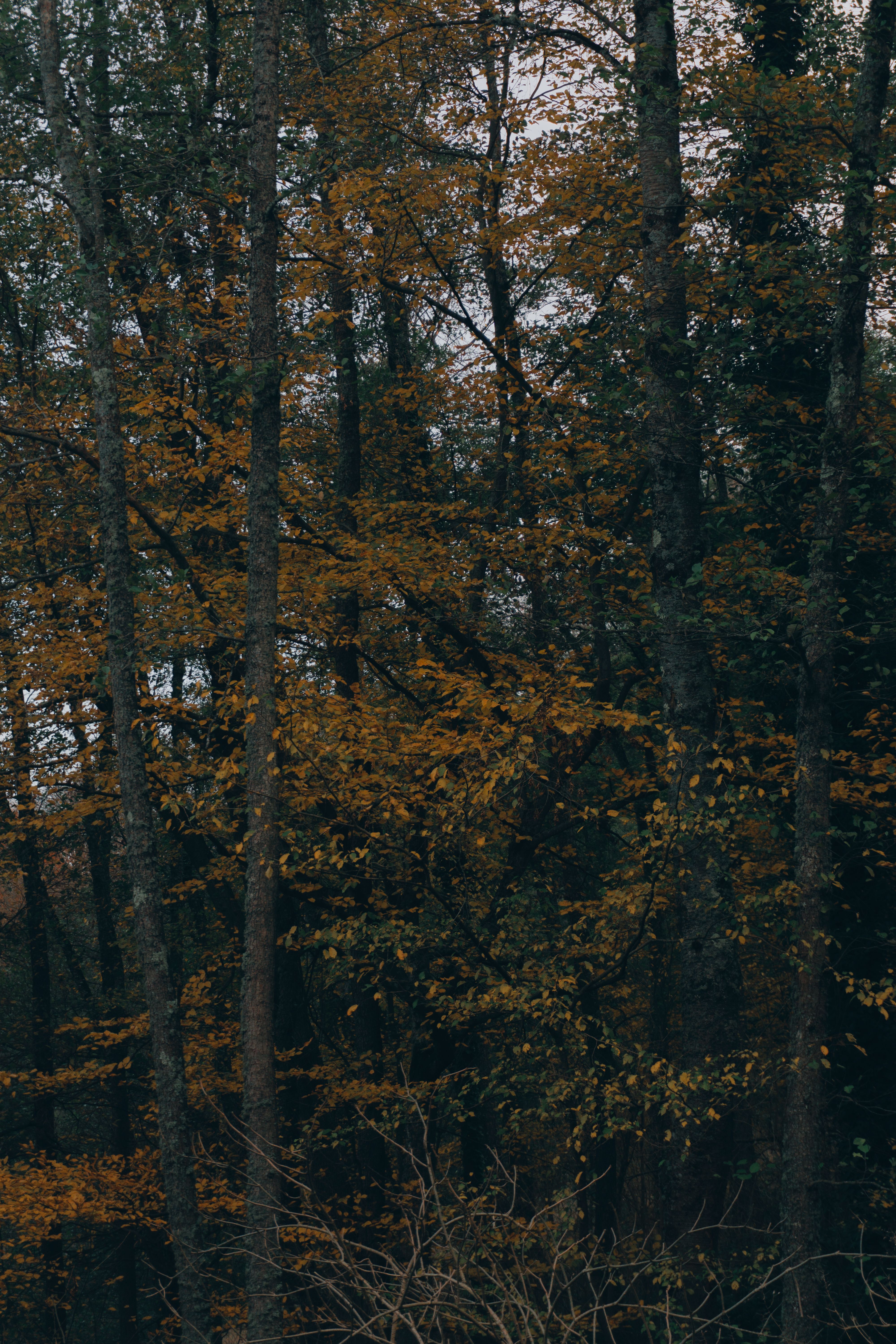 Brown Trees in the Forest · Free Stock Photo