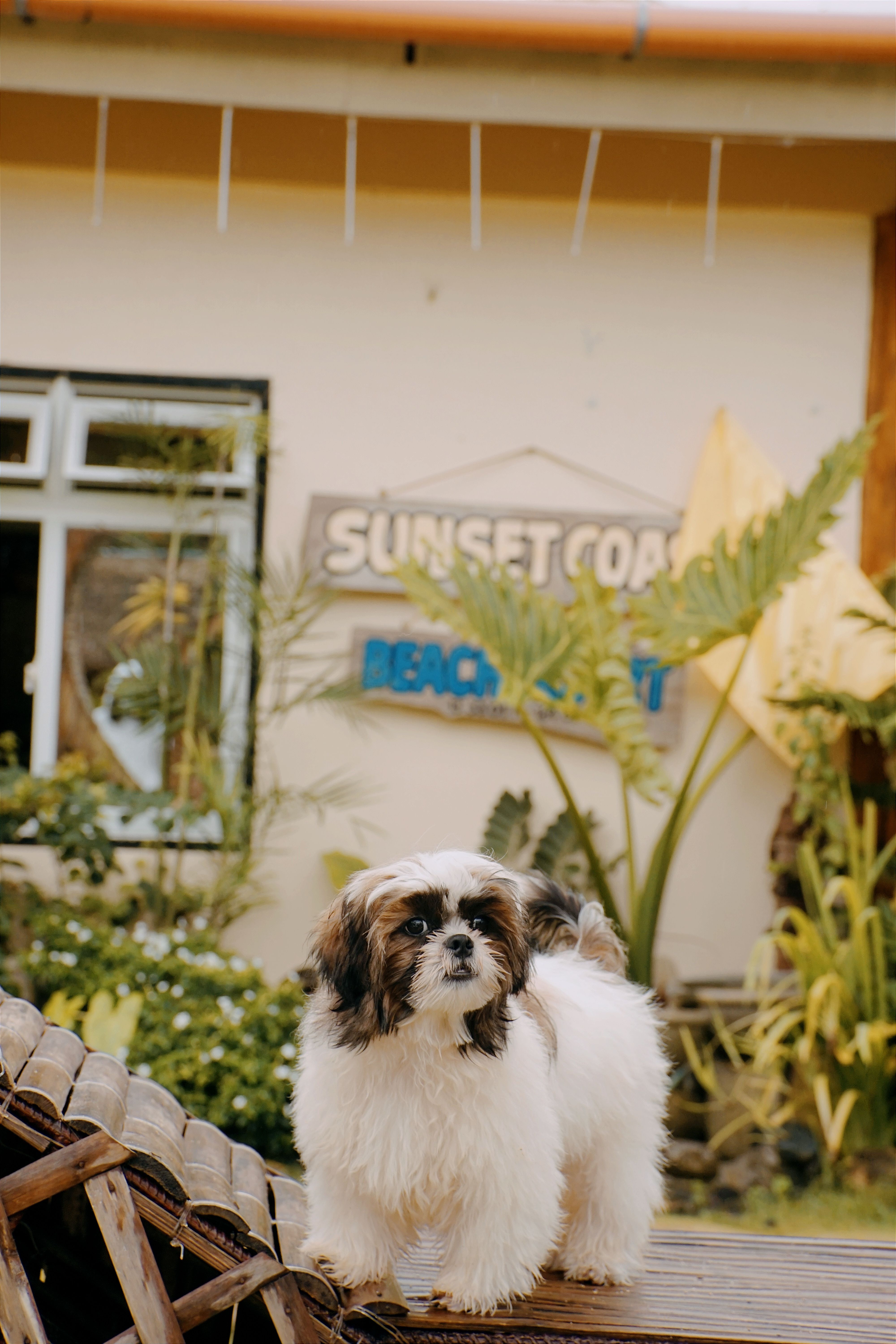 A Standing Shih Tzu · Free Stock Photo
