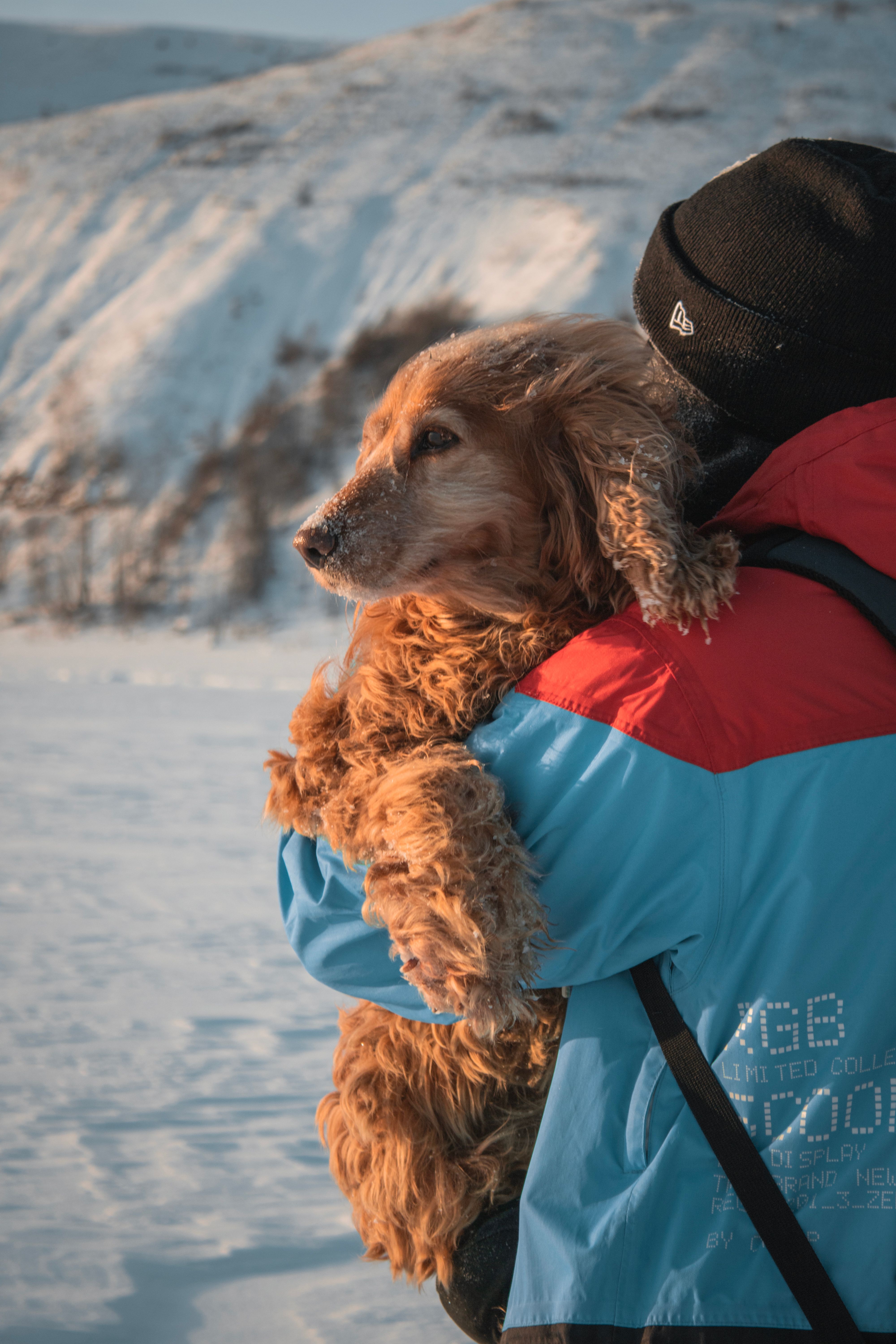 A Person Carrying a Brown Dog · Free Stock Photo