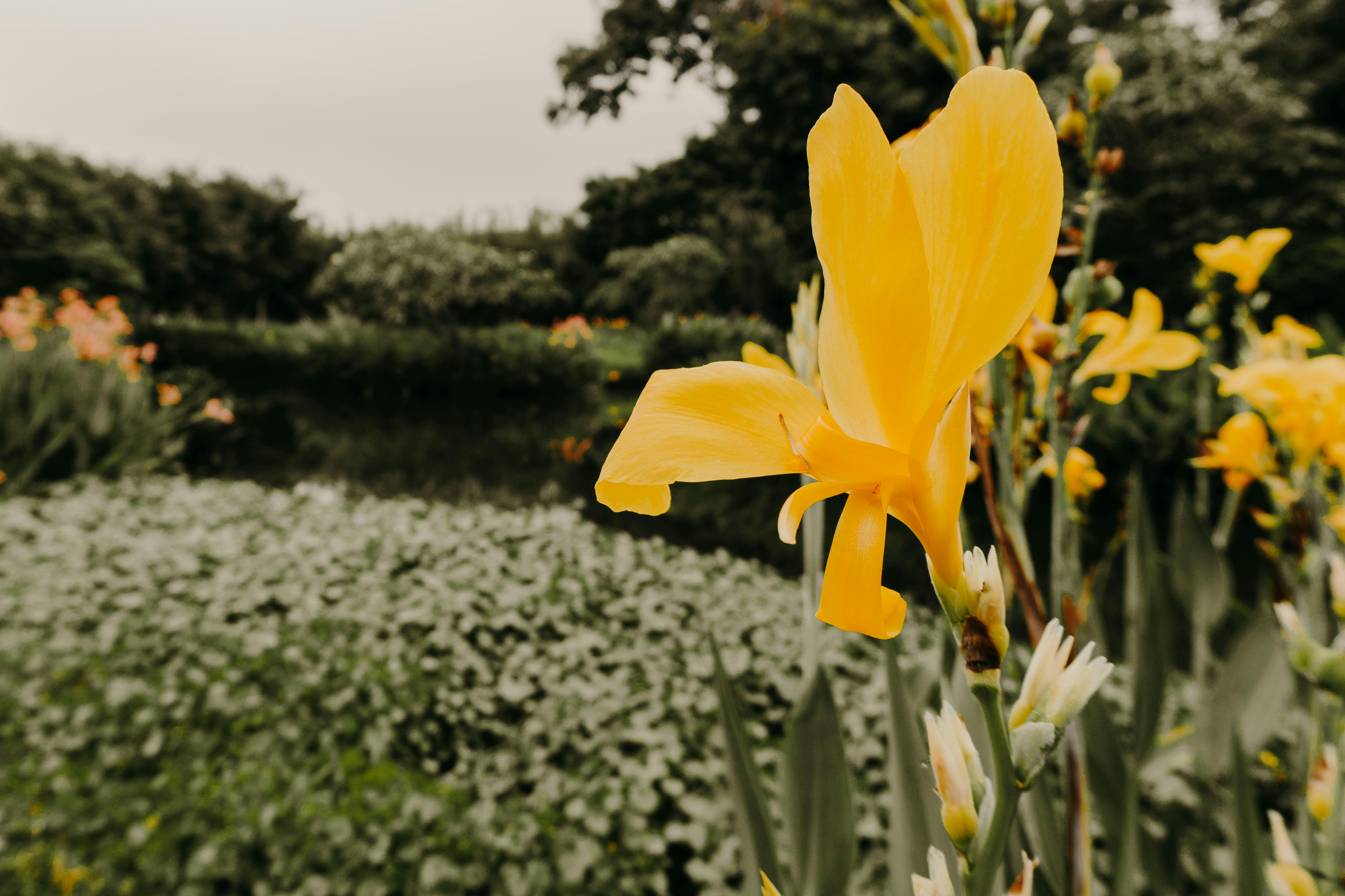 Selective Focus Photography of Yellow Flower · Free Stock Photo