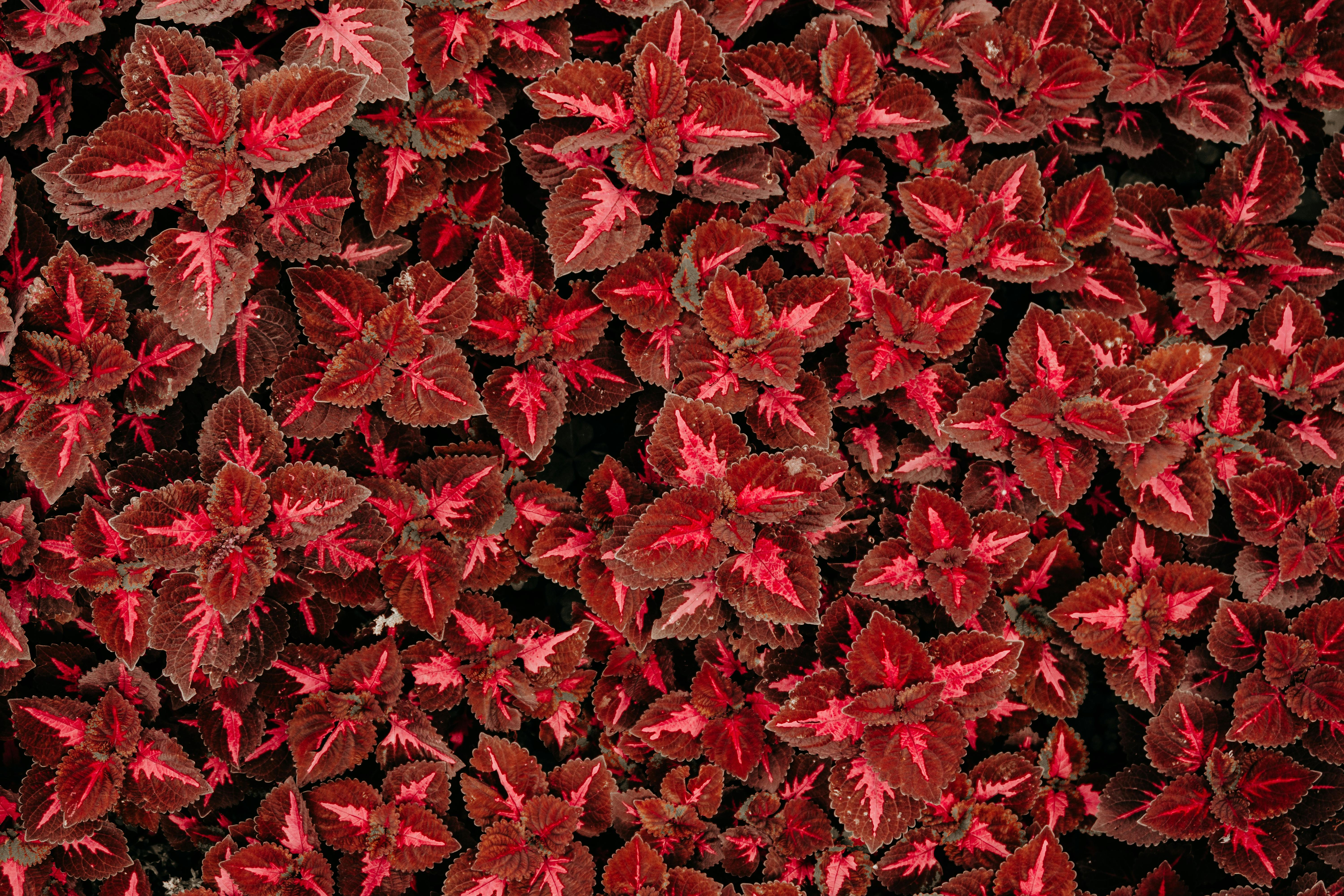 Top View Photo of Red Coleus Plant · Free Stock Photo