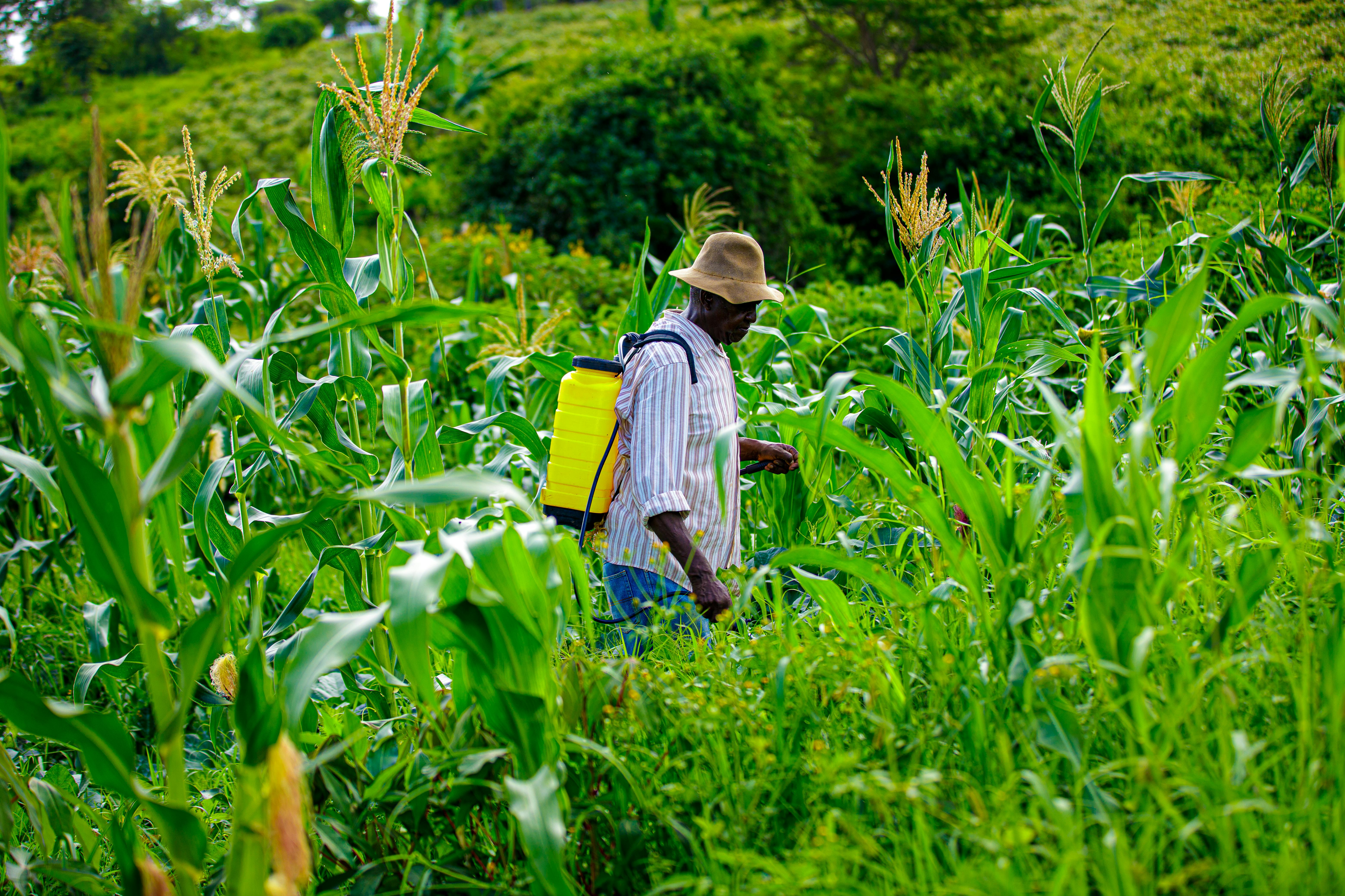 Man Sprinkling Crops · Free Stock Photo
