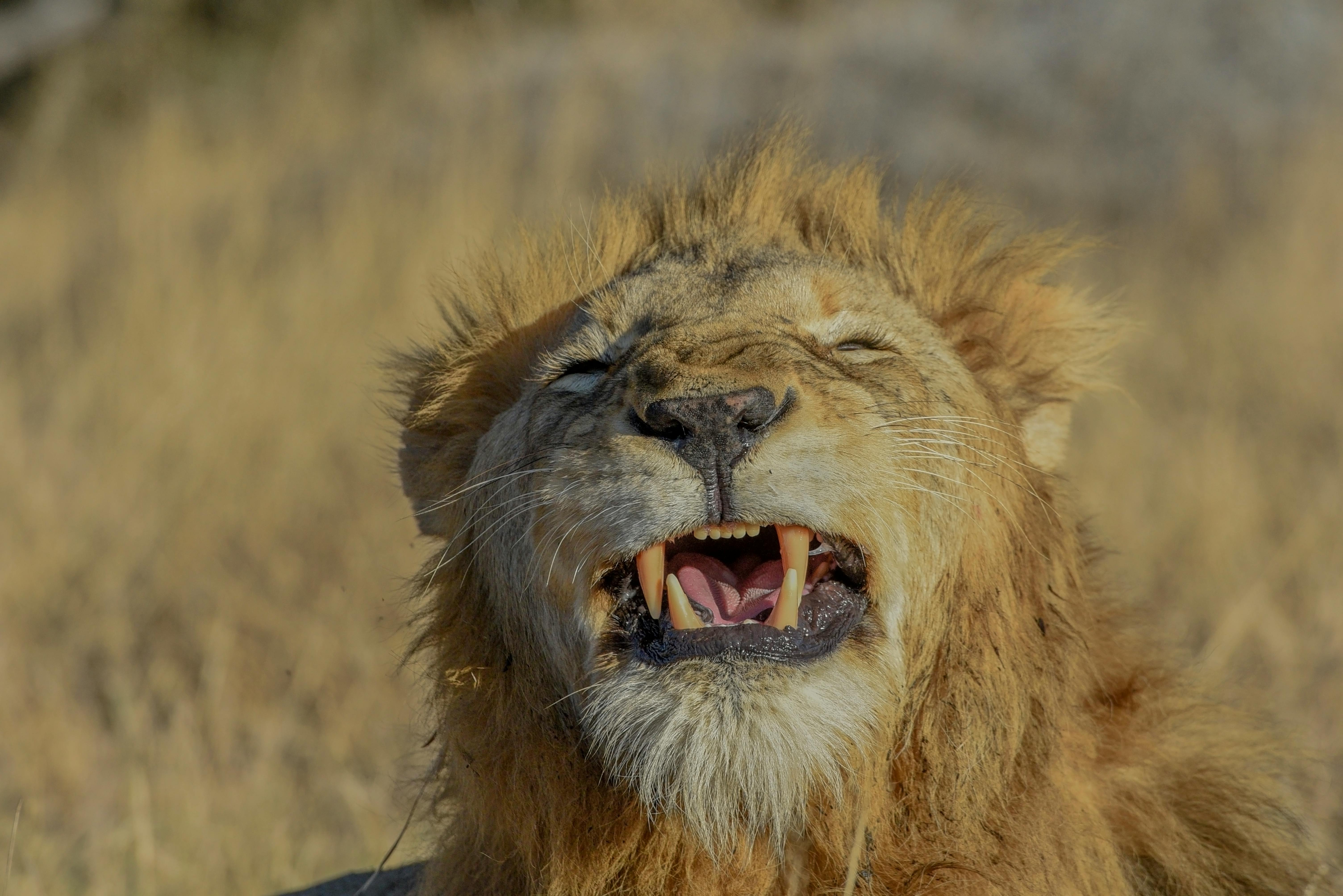 A Close-Up of a Fierce Lion · Free Stock Photo