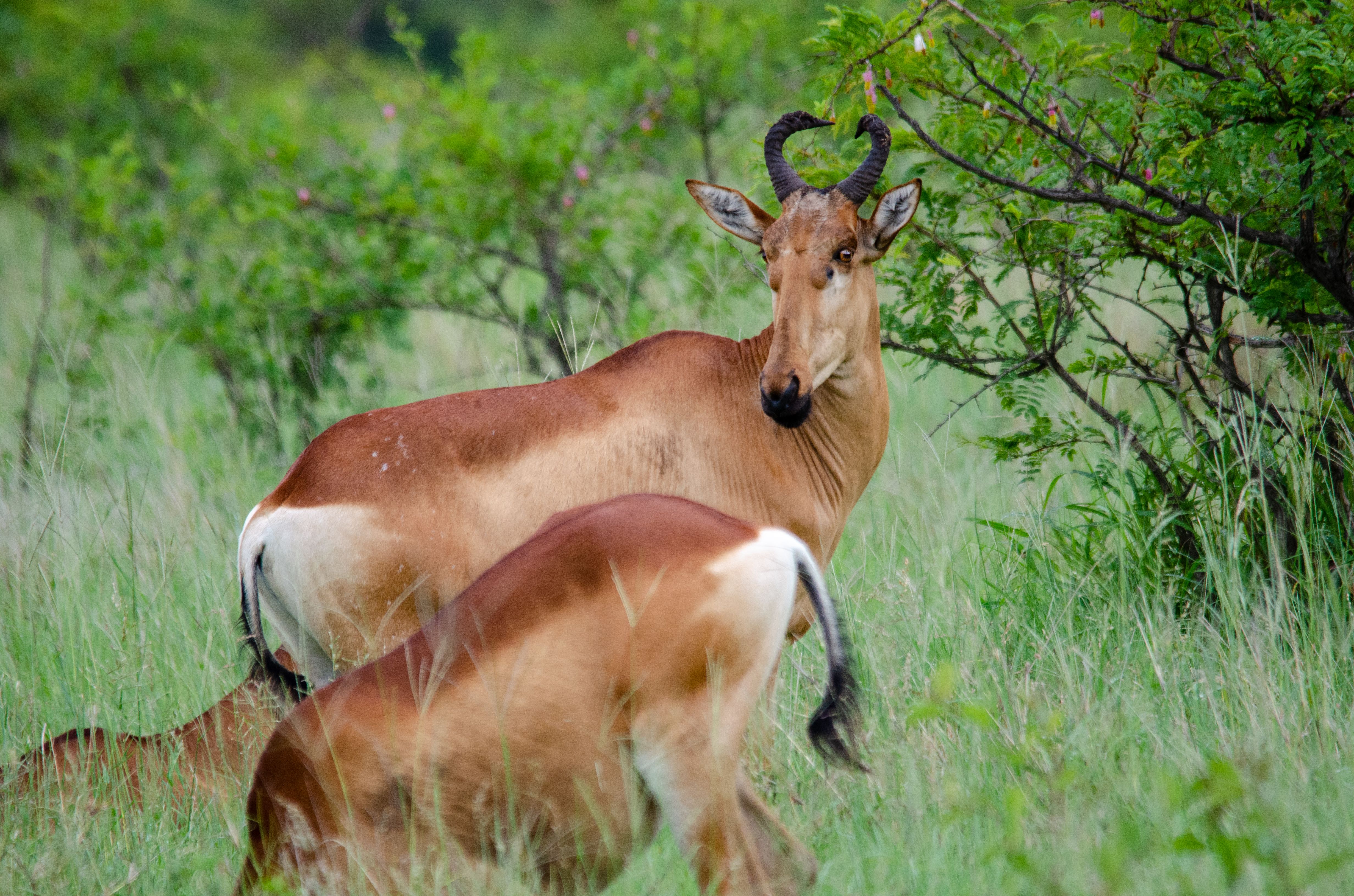 Antelopes in Wild Nature · Free Stock Photo