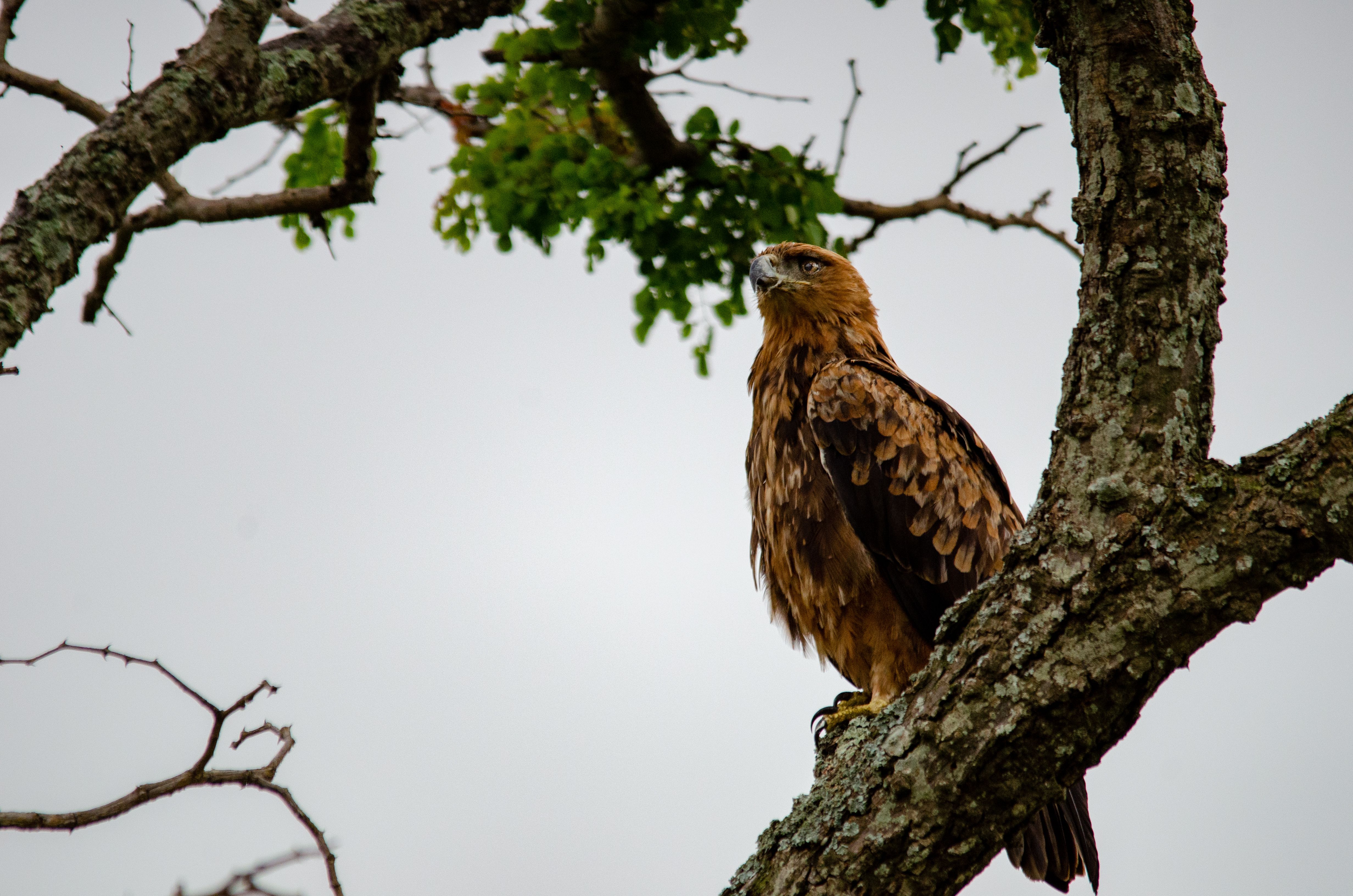 An Eagle on a Branch · Free Stock Photo