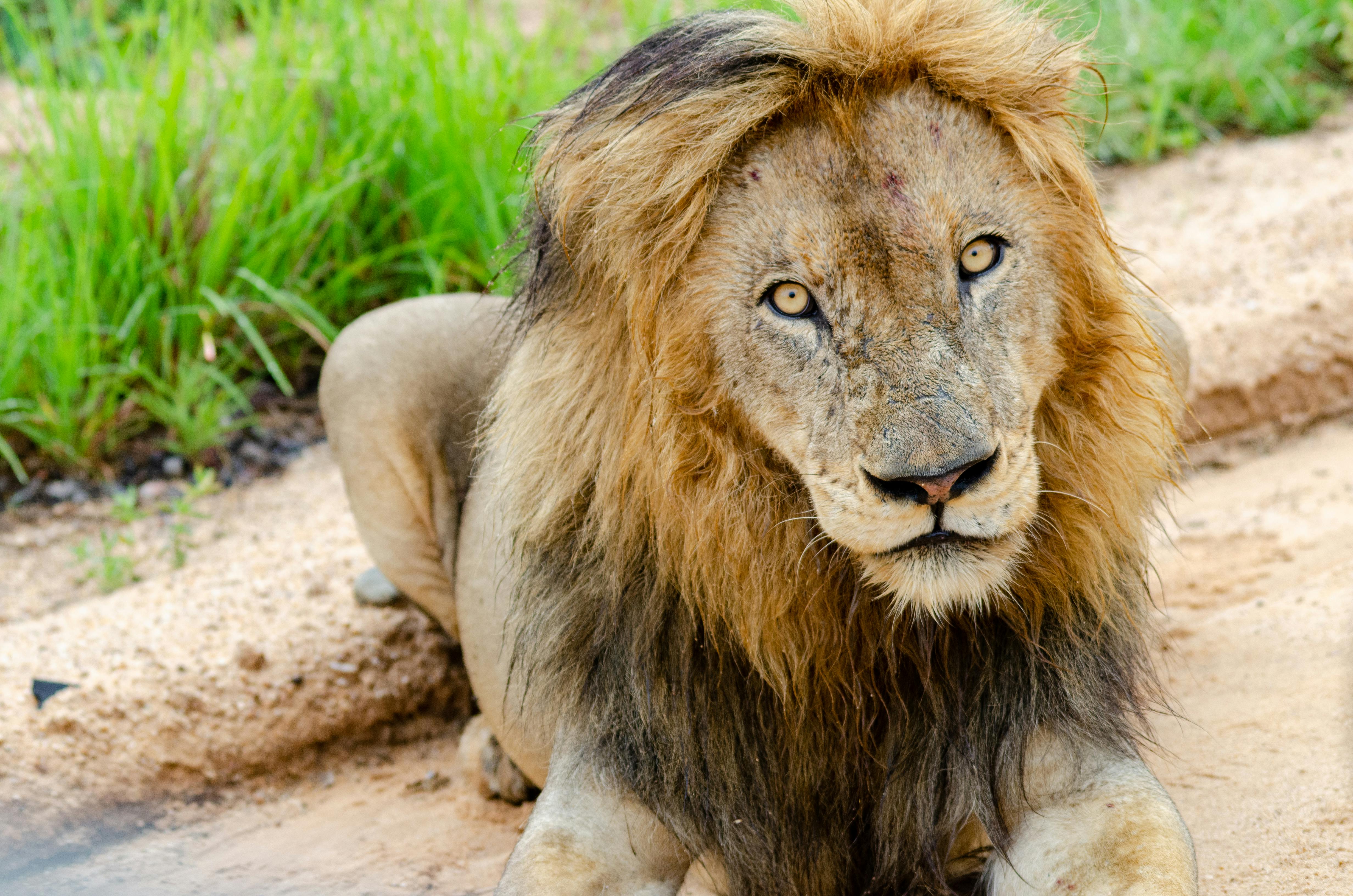 Gray Animals on Rock Formation · Free Stock Photo