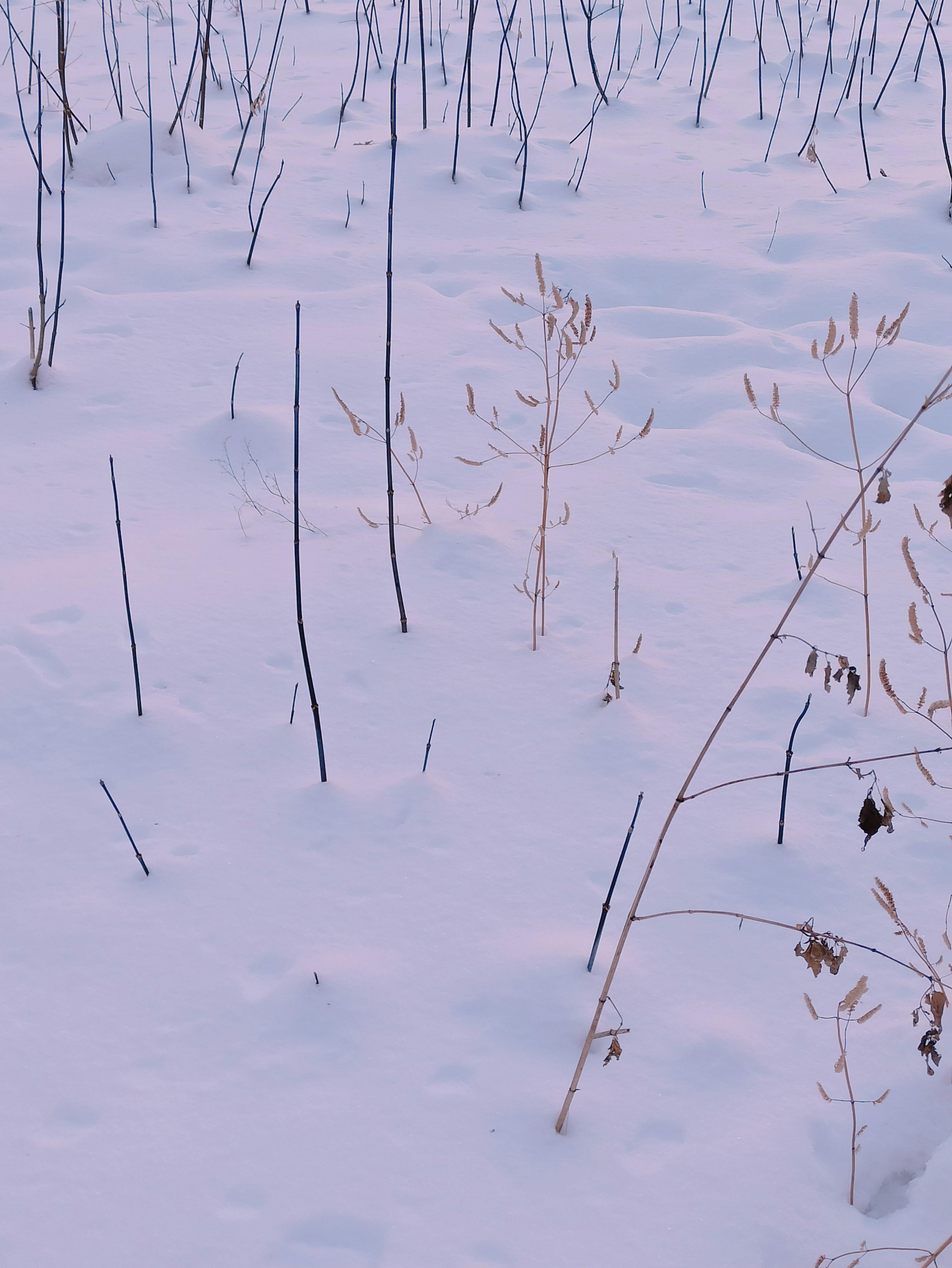 Close up of Trees in Forest near Mountain · Free Stock Photo