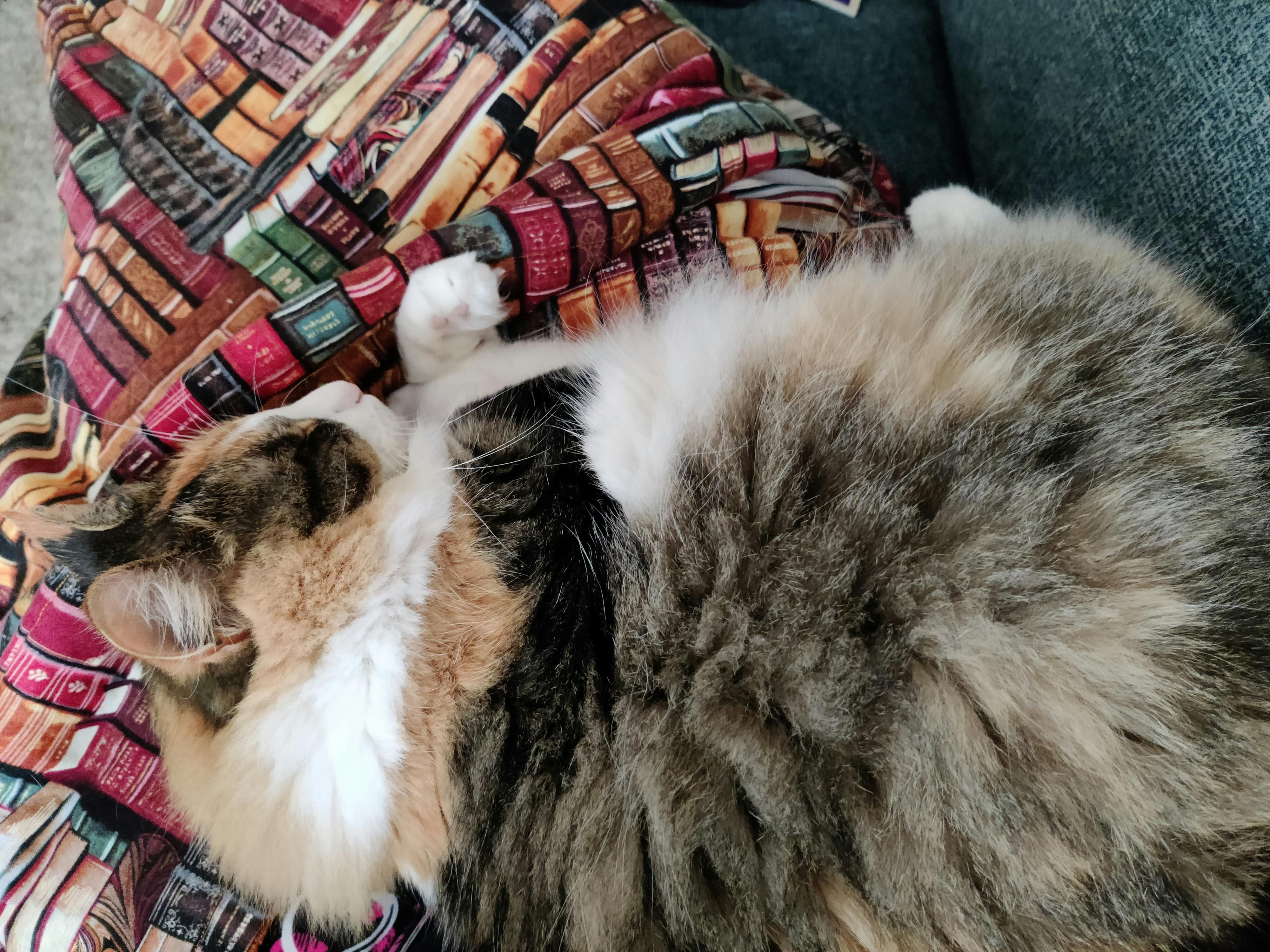 Amy Gabbert - Fotografía