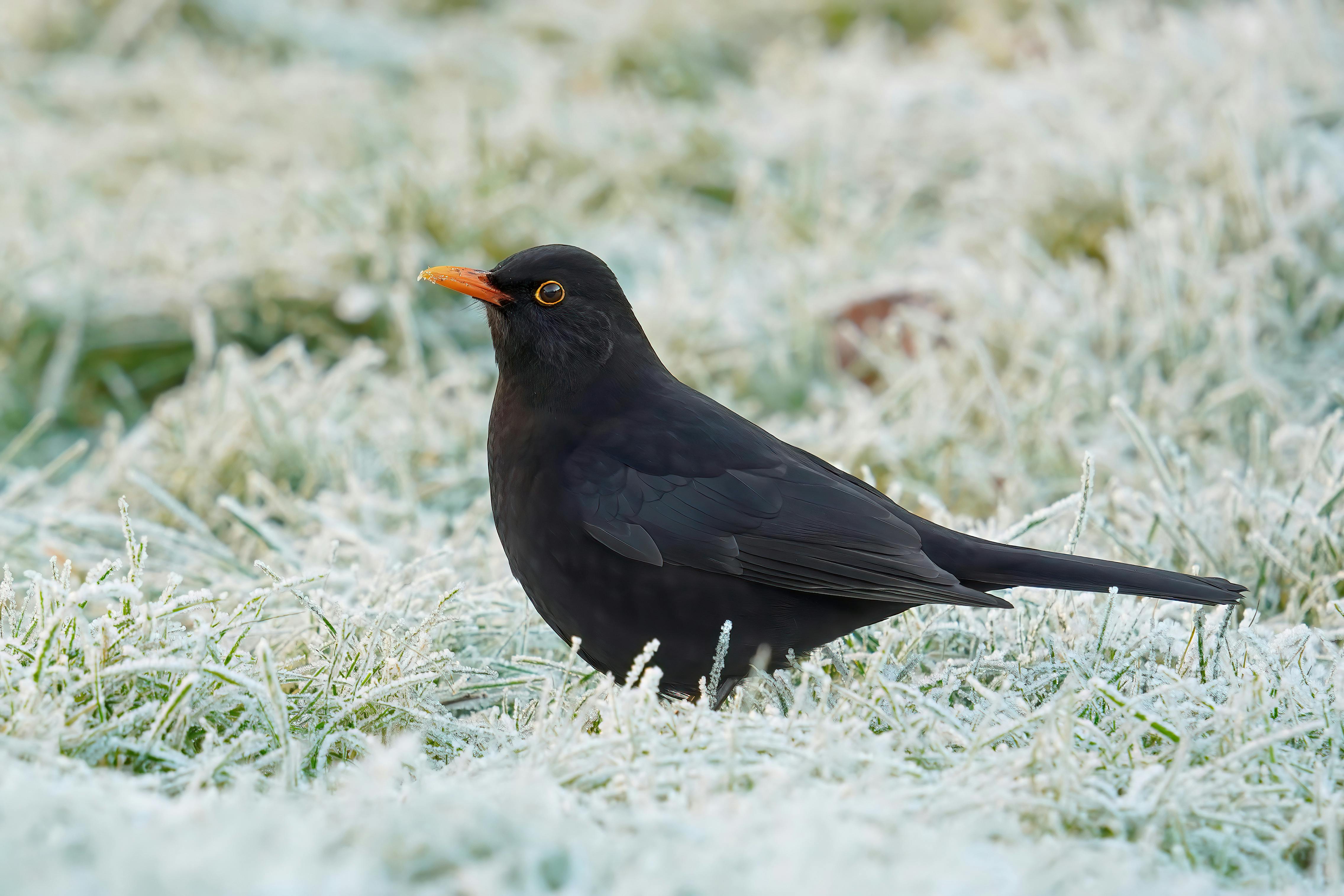 Close up of Bird Chick · Free Stock Photo