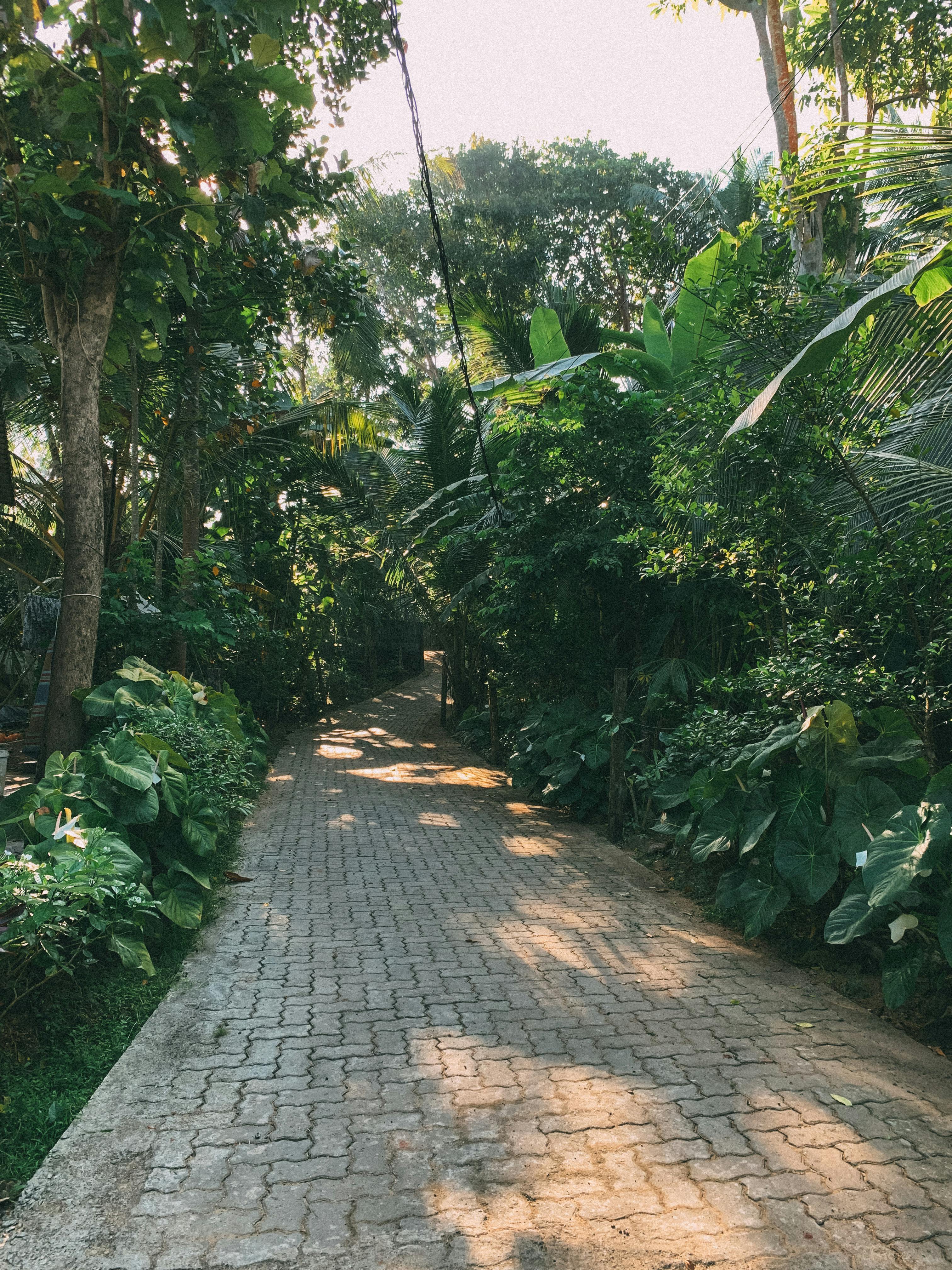 Gray Brick Pathway Between Green Trees · Free Stock Photo