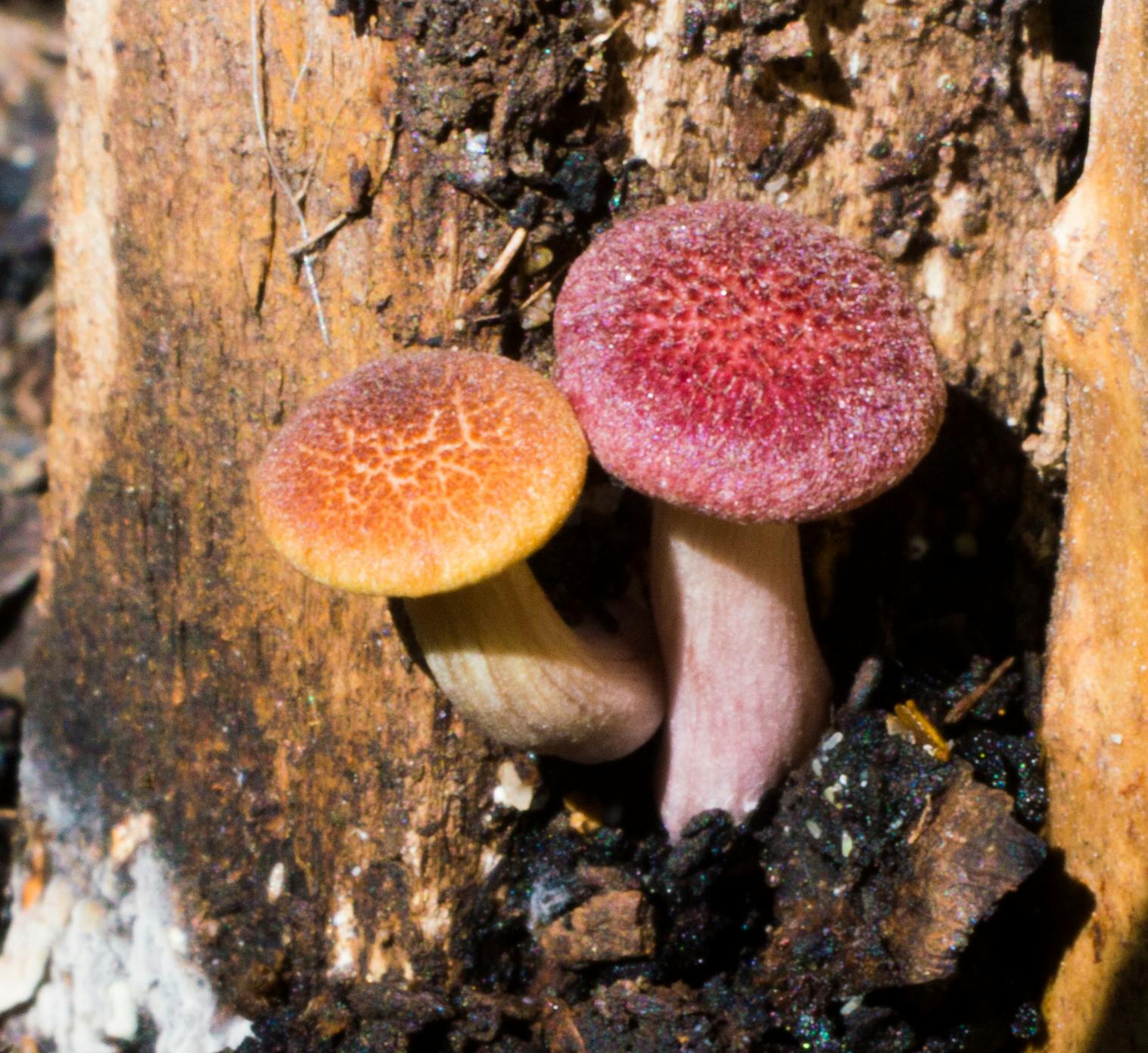 Free stock photo of fungus, funguses, garden