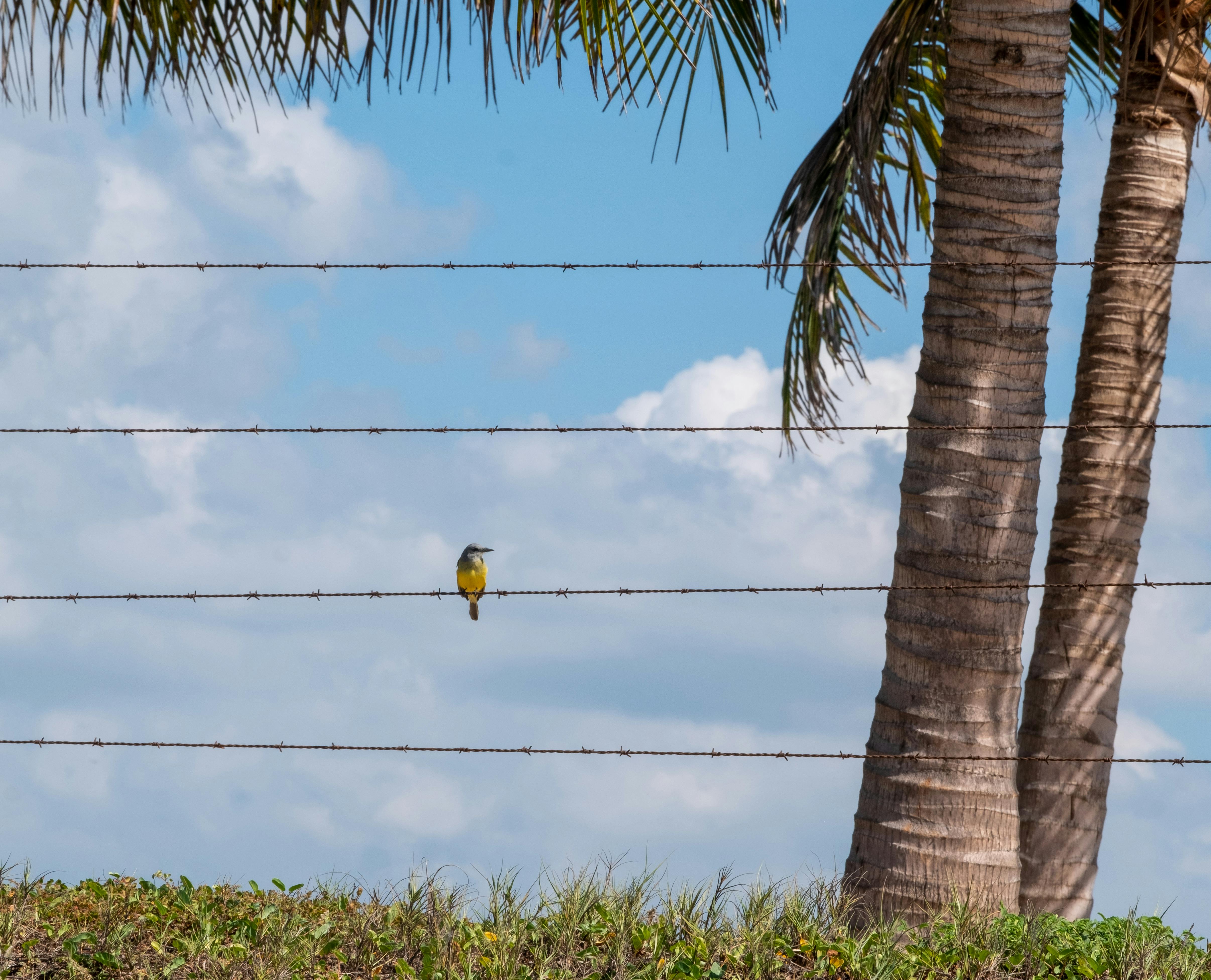 Bird on Barbed Wire · Free Stock Photo