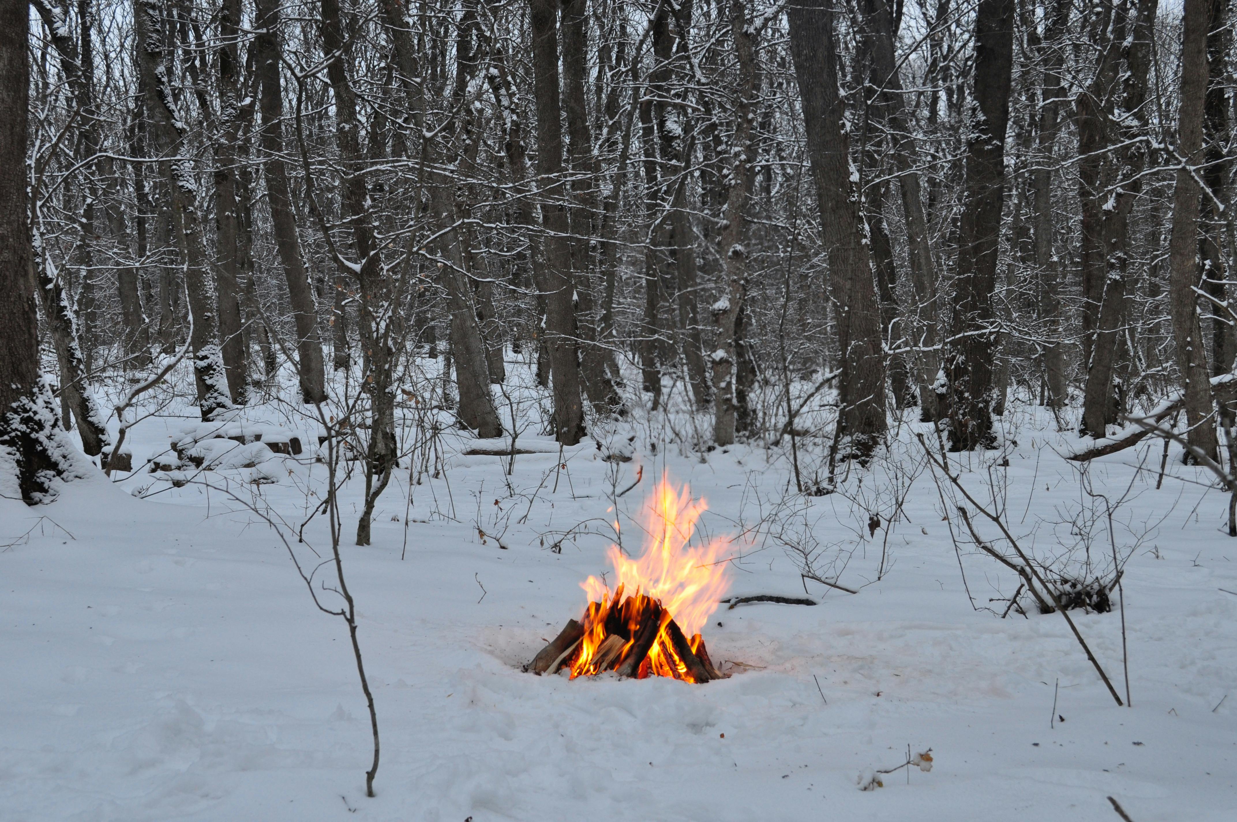 Bonfire in Forest · Free Stock Photo