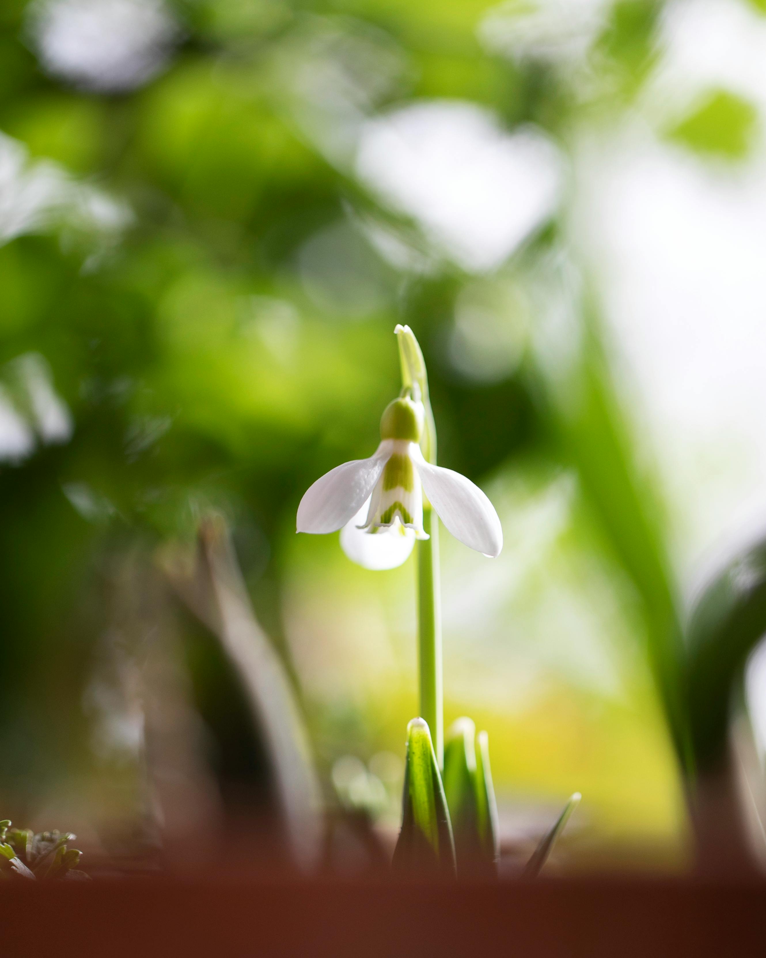 White Snowdrop Flower · Free Stock Photo