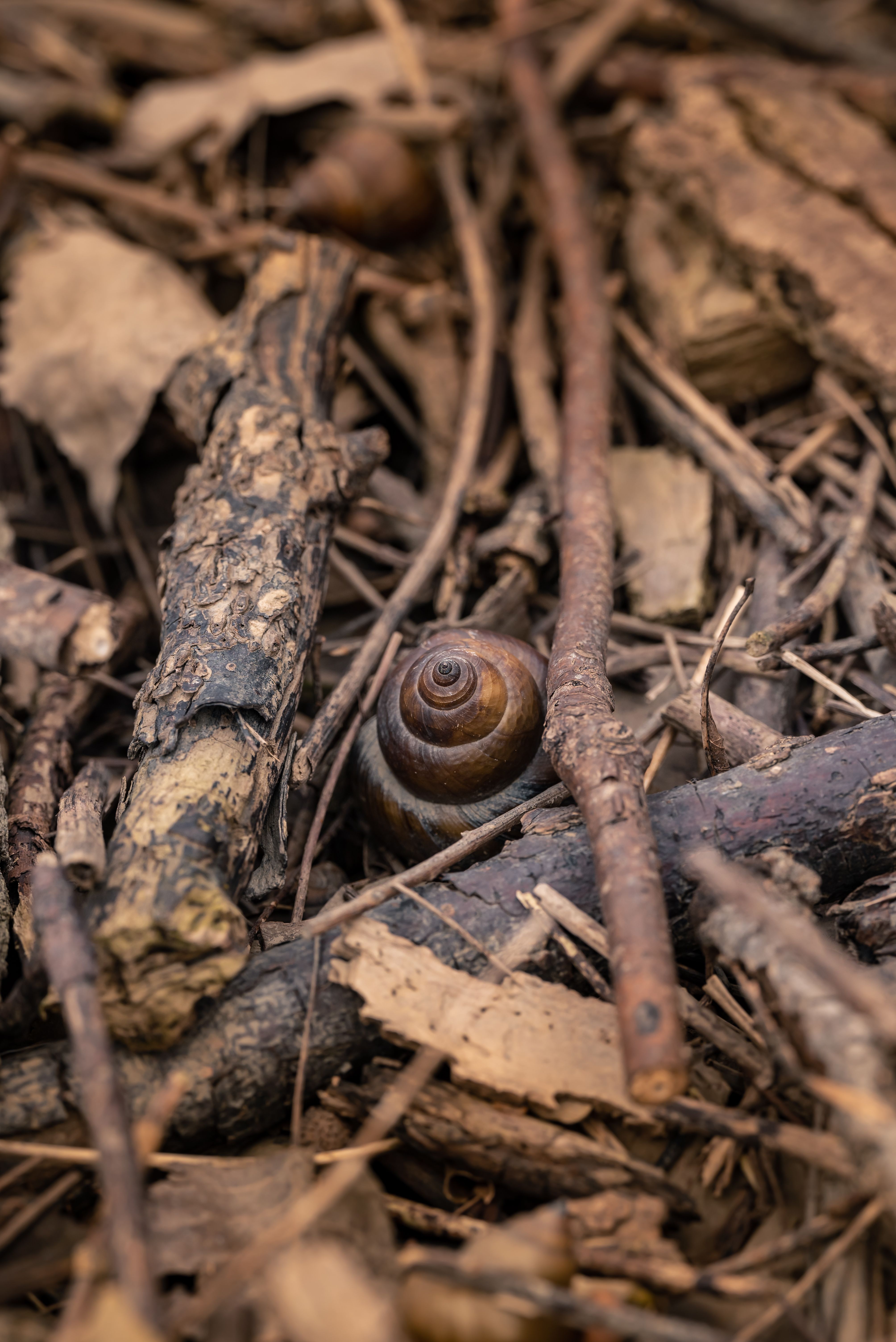 Dry Leaf on a Stem · Free Stock Photo