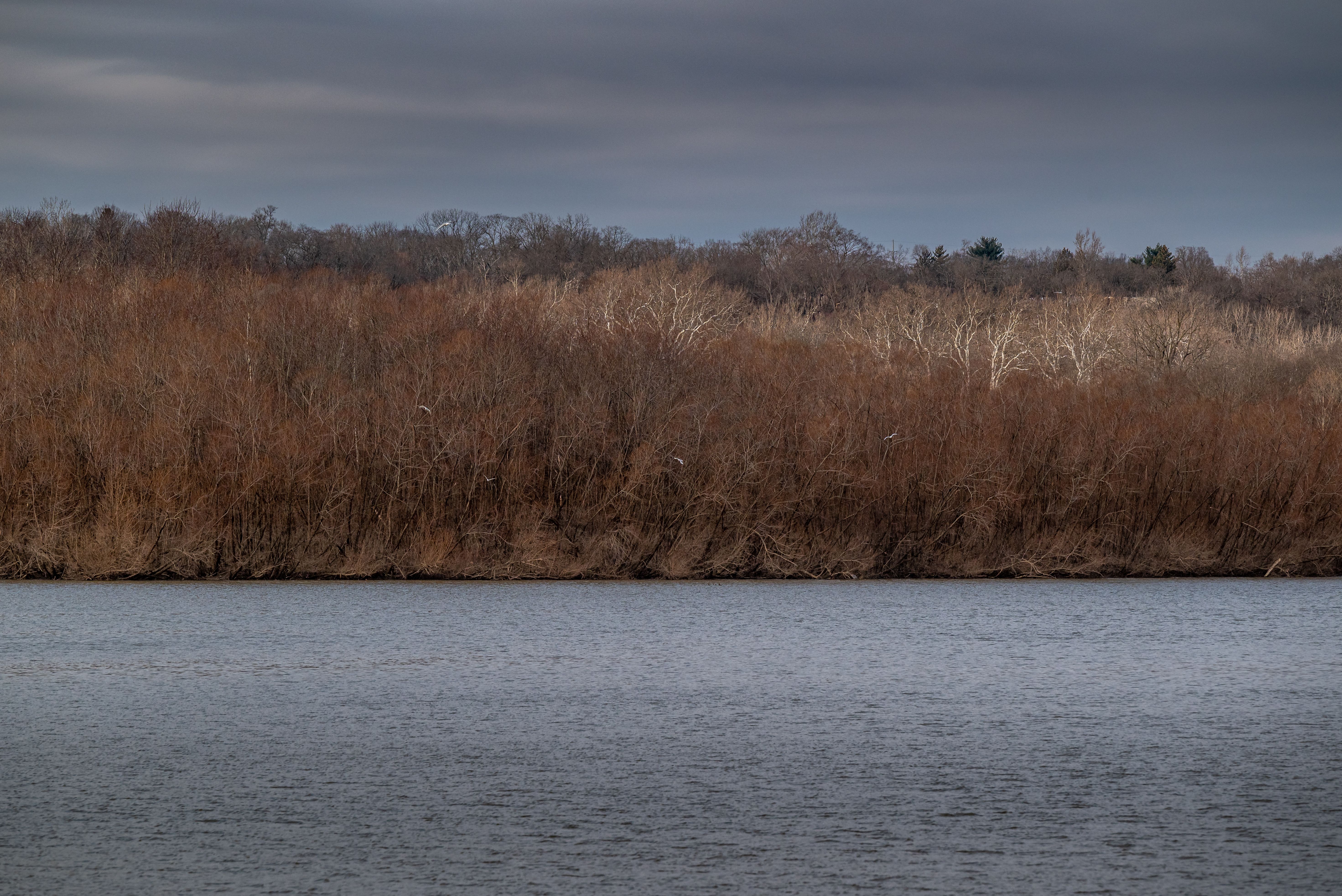 Forest on Lakeshore · Free Stock Photo