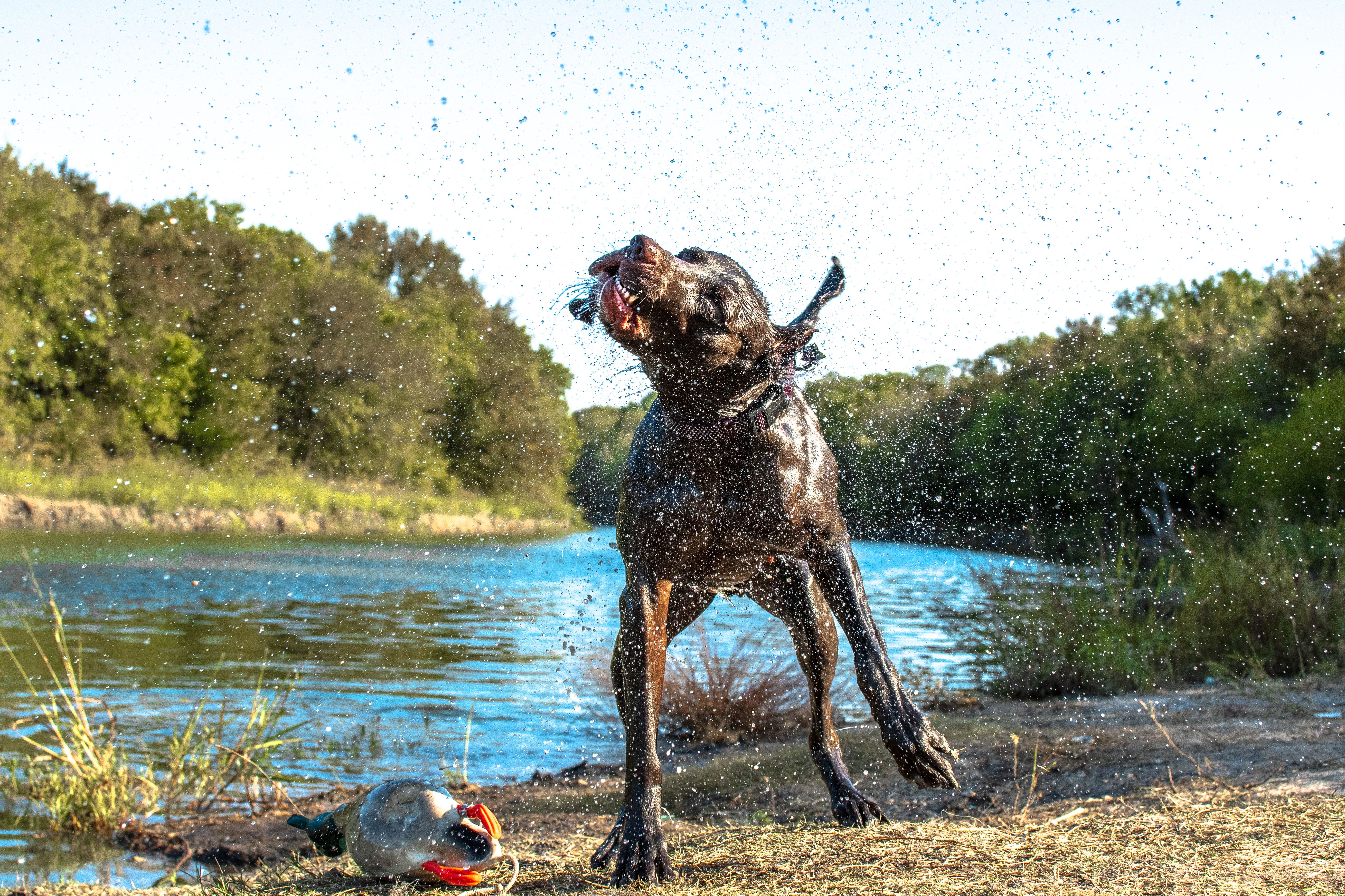 Photo of Dog on Brown Soil · Free Stock Photo
