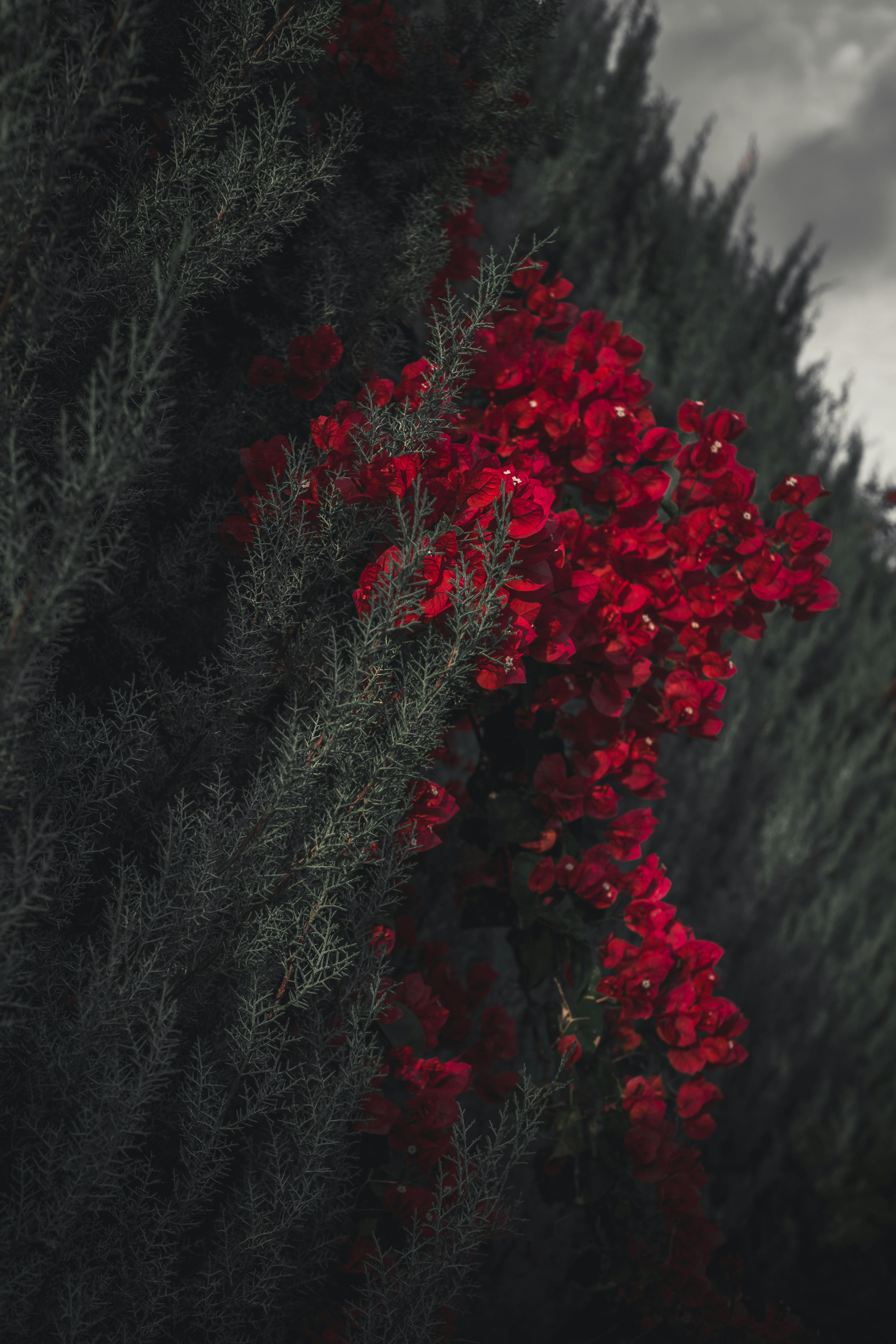 Dark Red Flowers Photos, Download The BEST Free Dark Red Flowers Stock ...