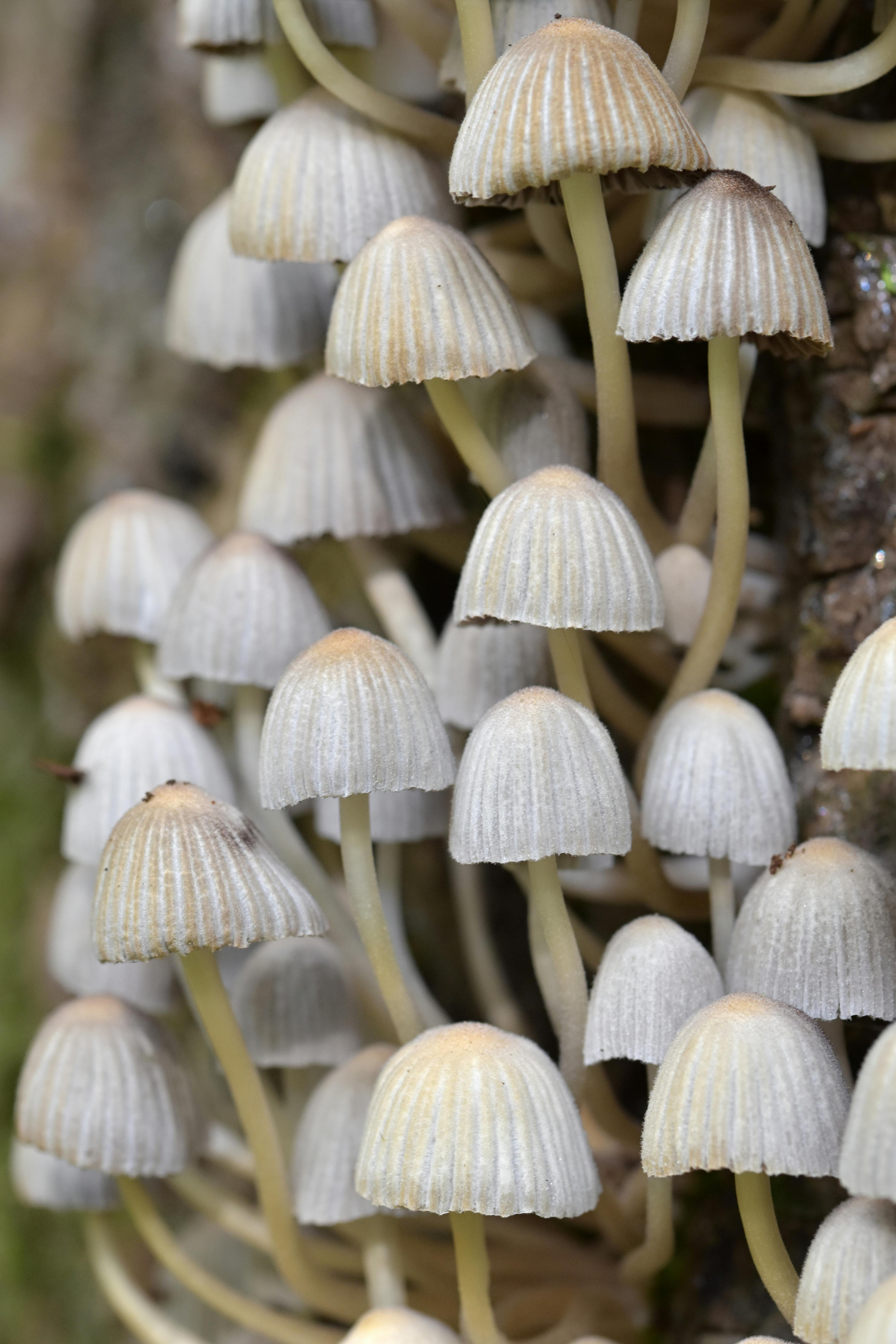 Fairy Inkcap Photos, Download The BEST Free Fairy Inkcap Stock Photos ...