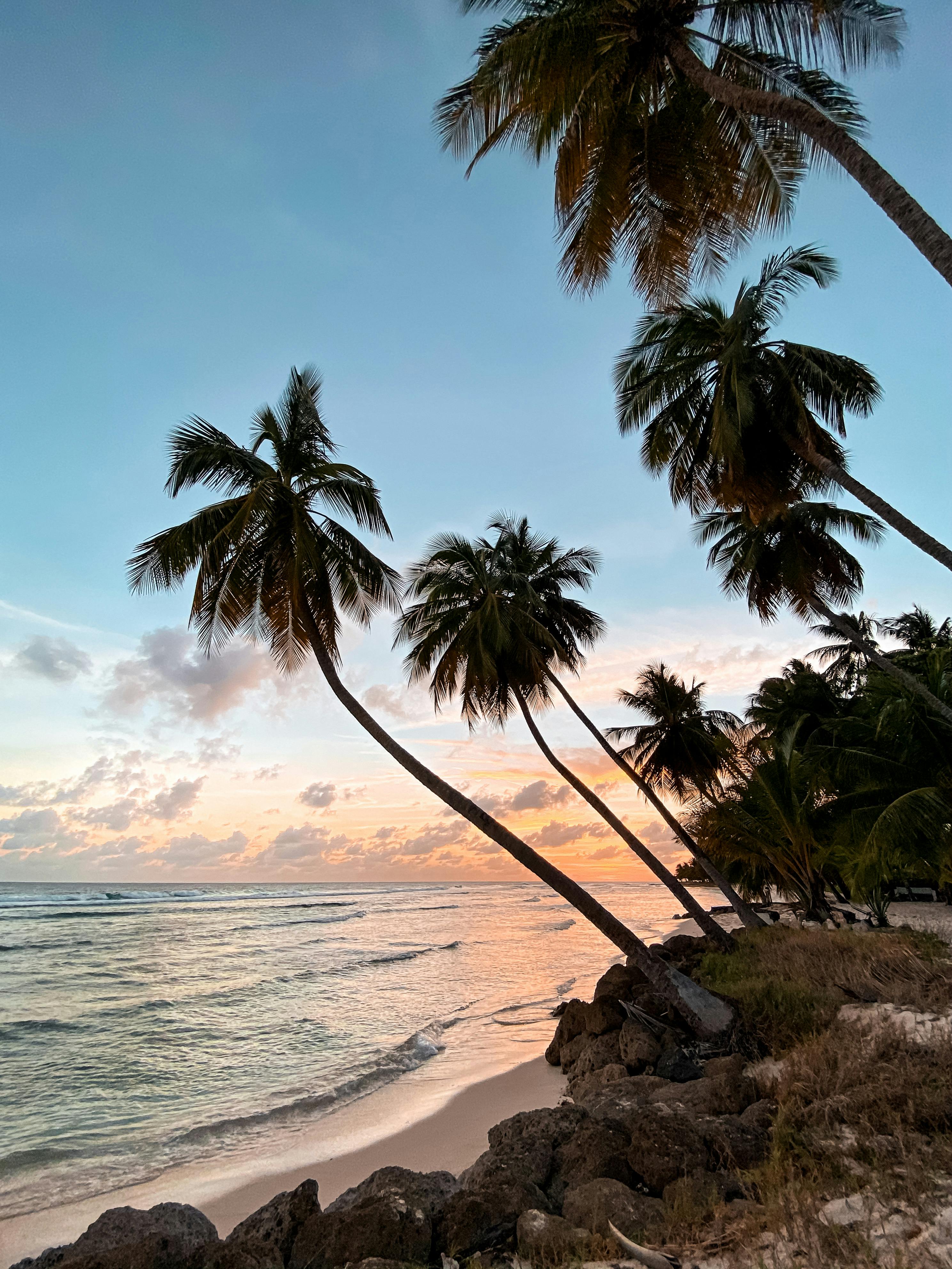Green Palm Trees Near Ocean Water · Free Stock Photo