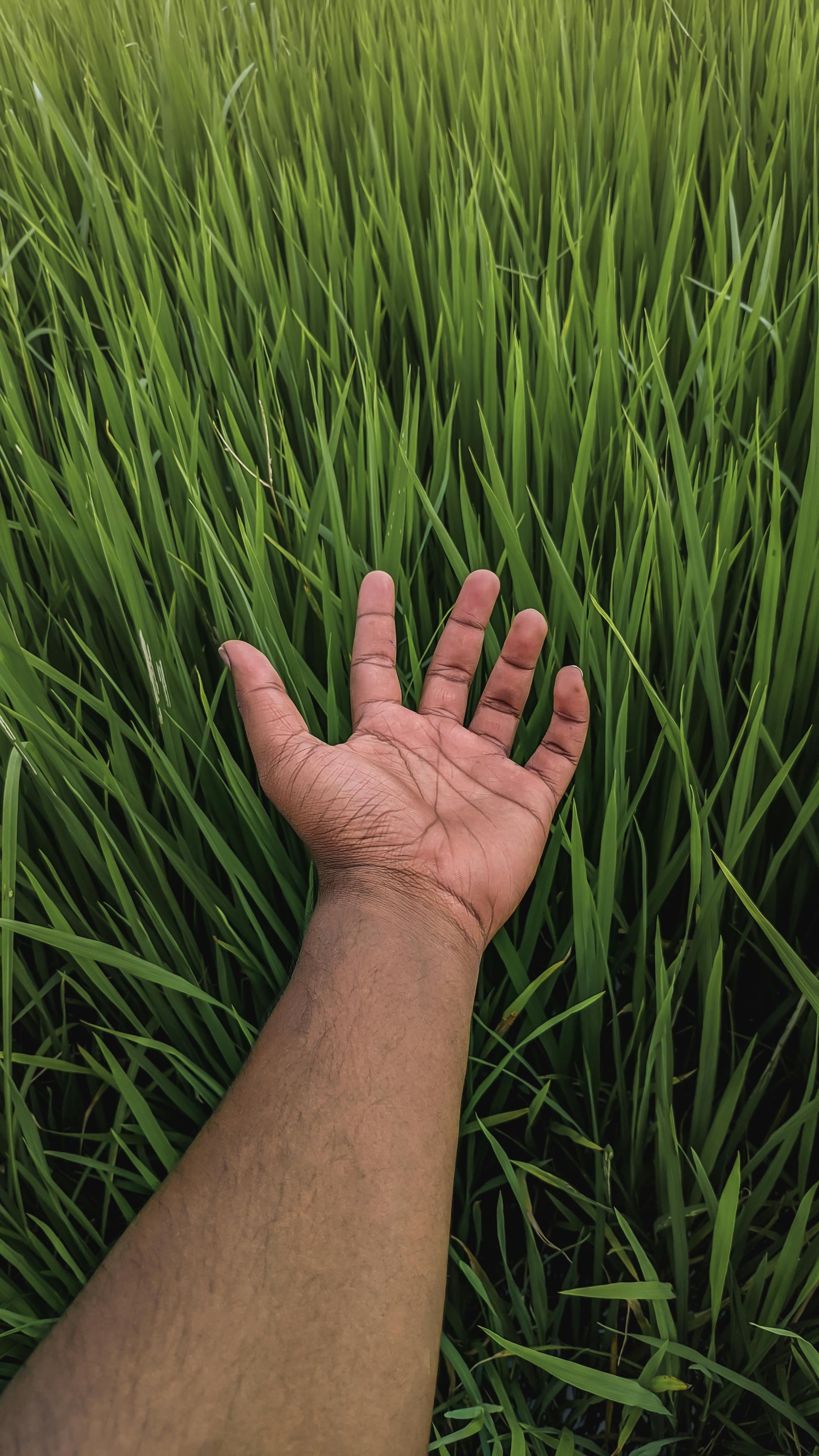 Photo of a Person's Hands with Calluses · Free Stock Photo
