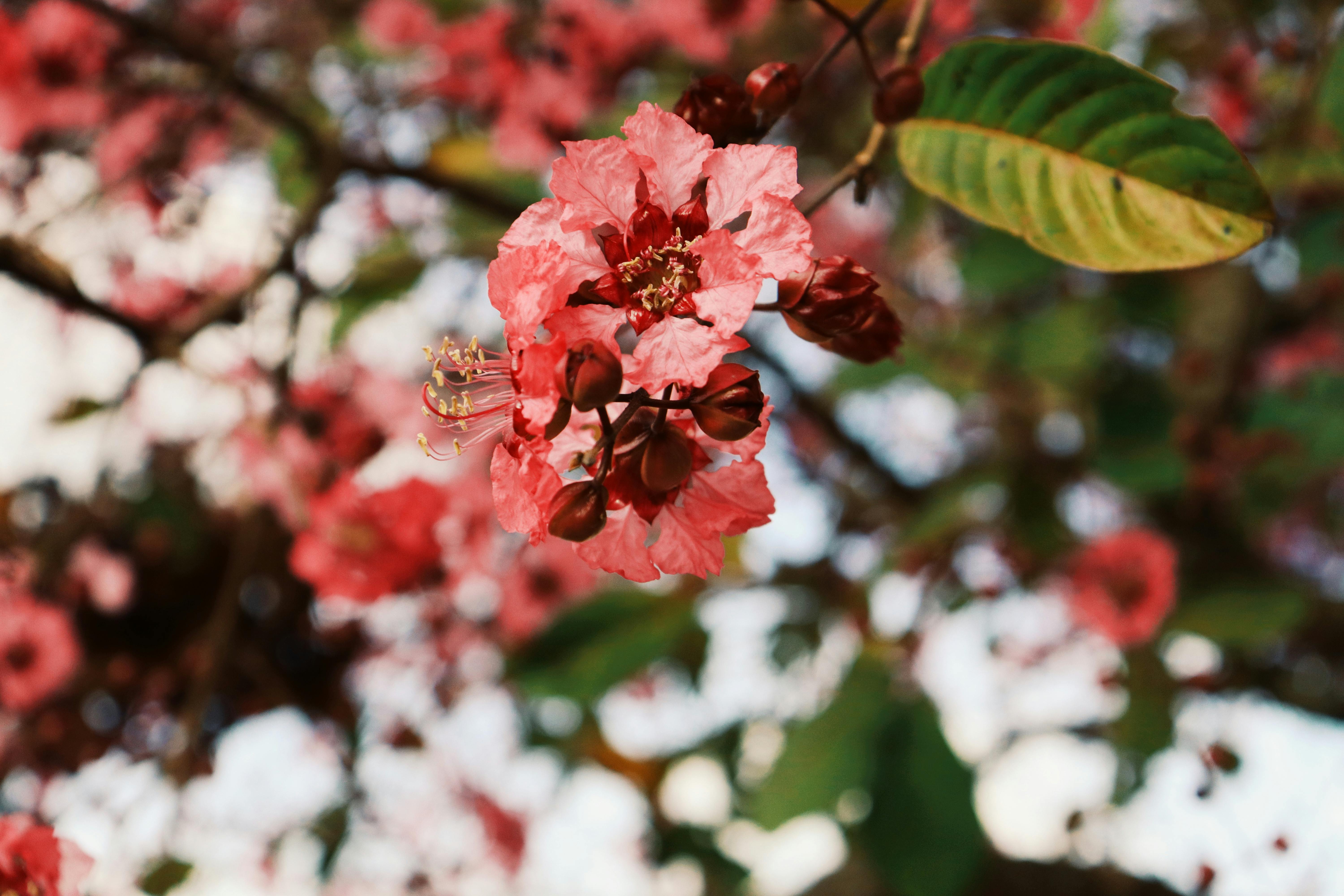 Red Pink and White Petaled Tree during Daytime · Free Stock Photo